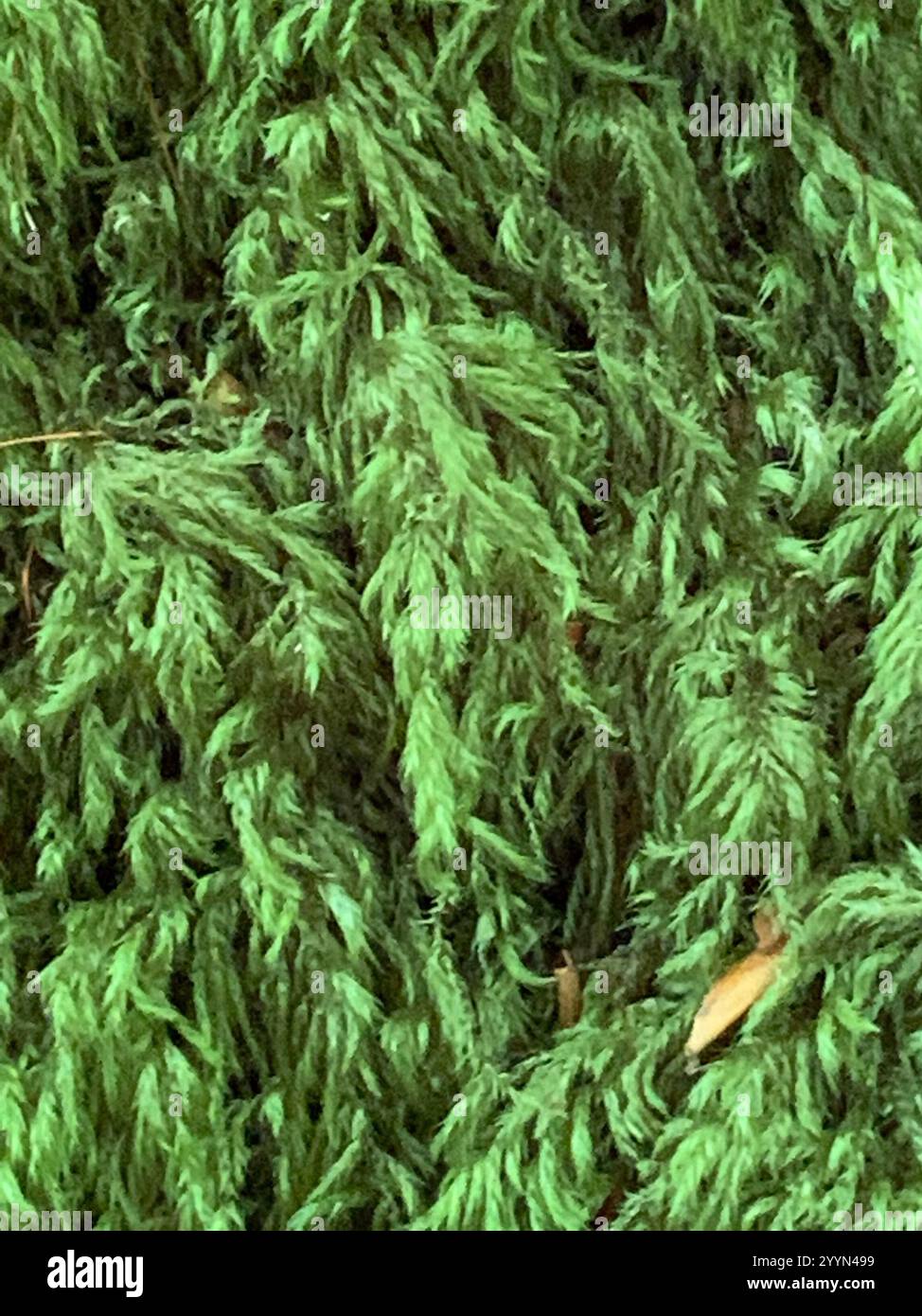 Mouse-tail Moss (Pseudisothecium myosuroides Stock Photo - Alamy