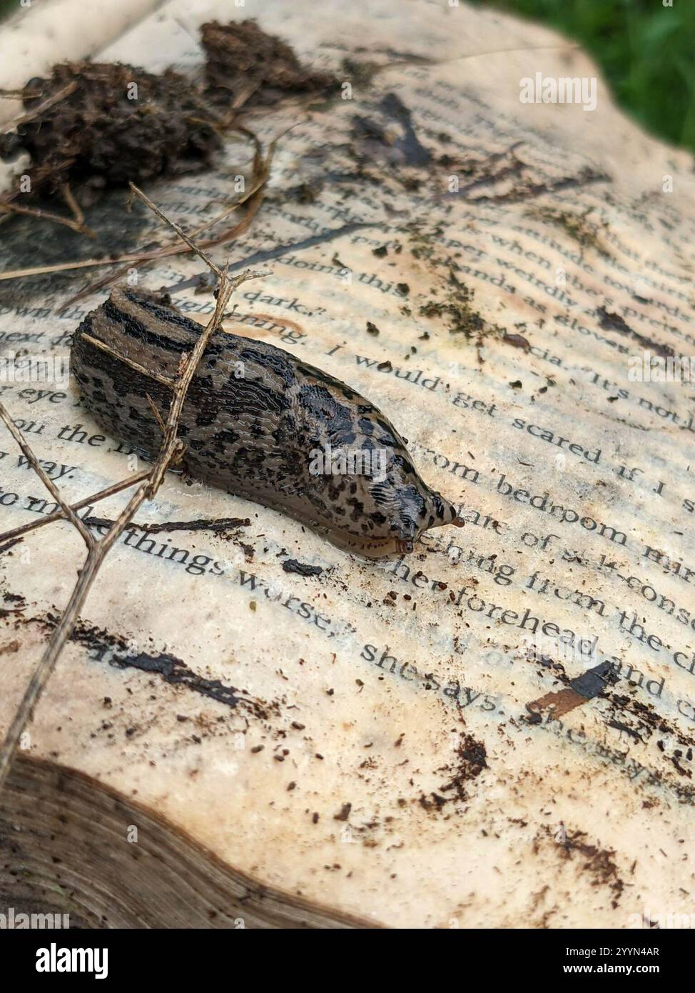 Leopard Slug (Limax maximus Stock Photo - Alamy