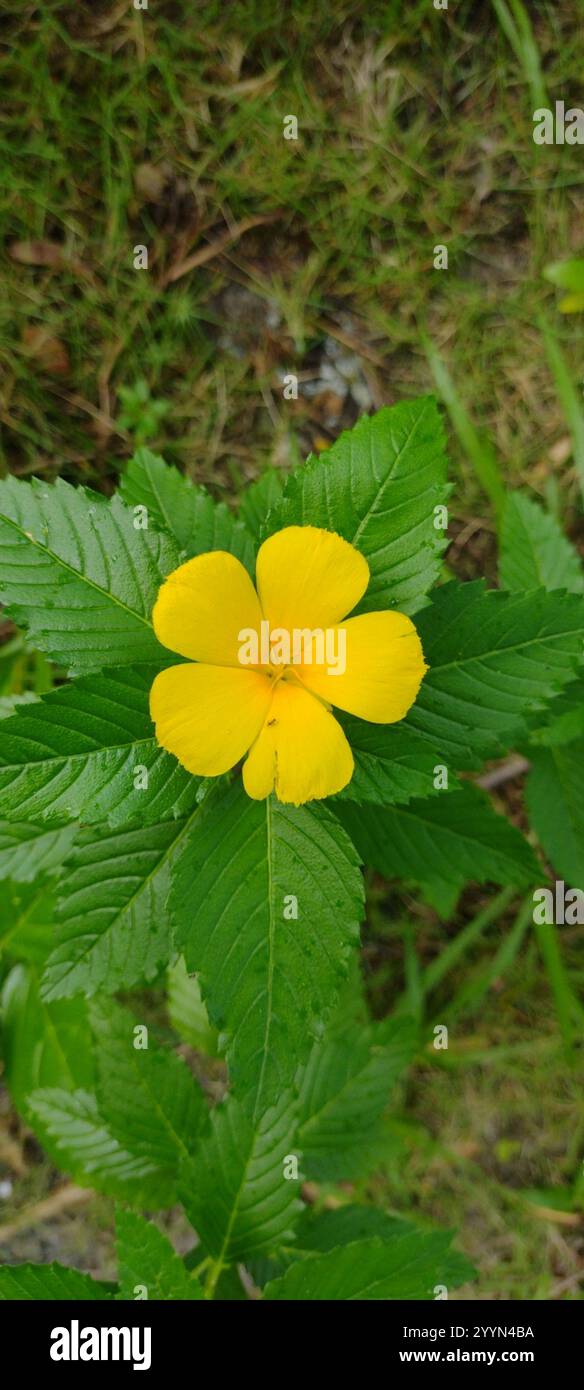 Yellow alder (Turnera ulmifolia Stock Photo - Alamy
