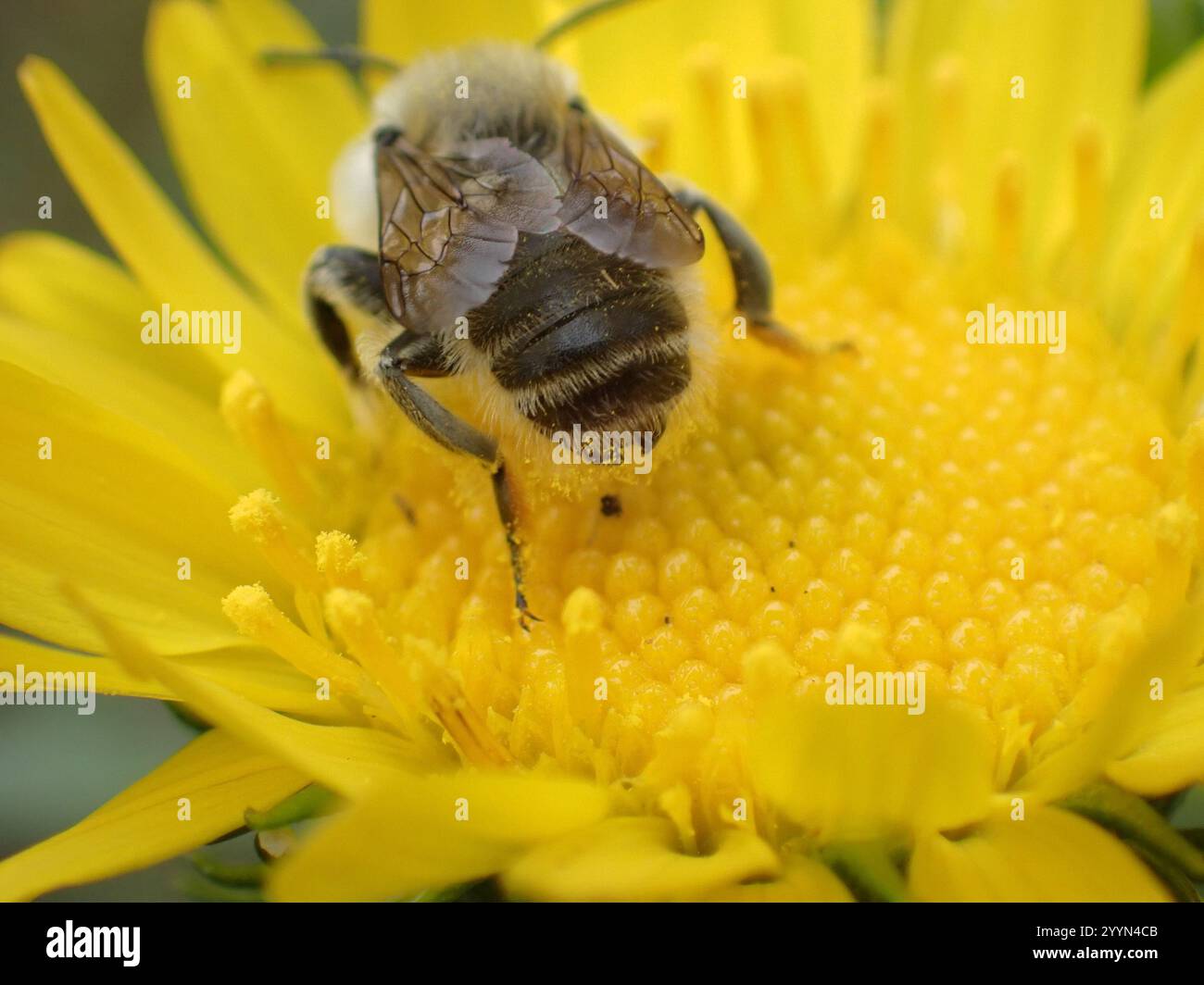 Western Leafcutter Bee (Megachile perihirta Stock Photo - Alamy