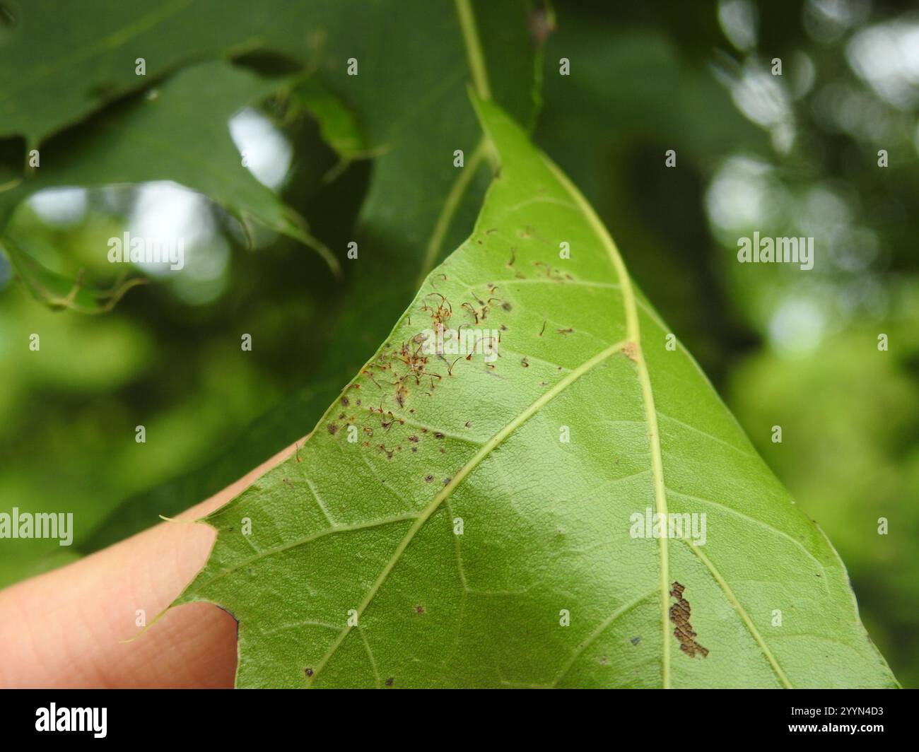 Pine-oak gall rust (Cronartium quercuum Stock Photo - Alamy