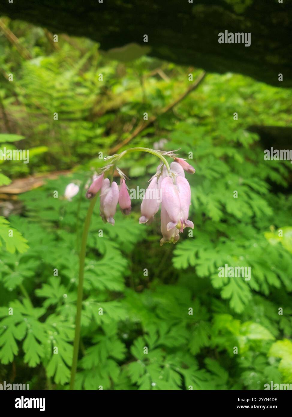 Pacific Bleeding Heart (Dicentra formosa Stock Photo - Alamy