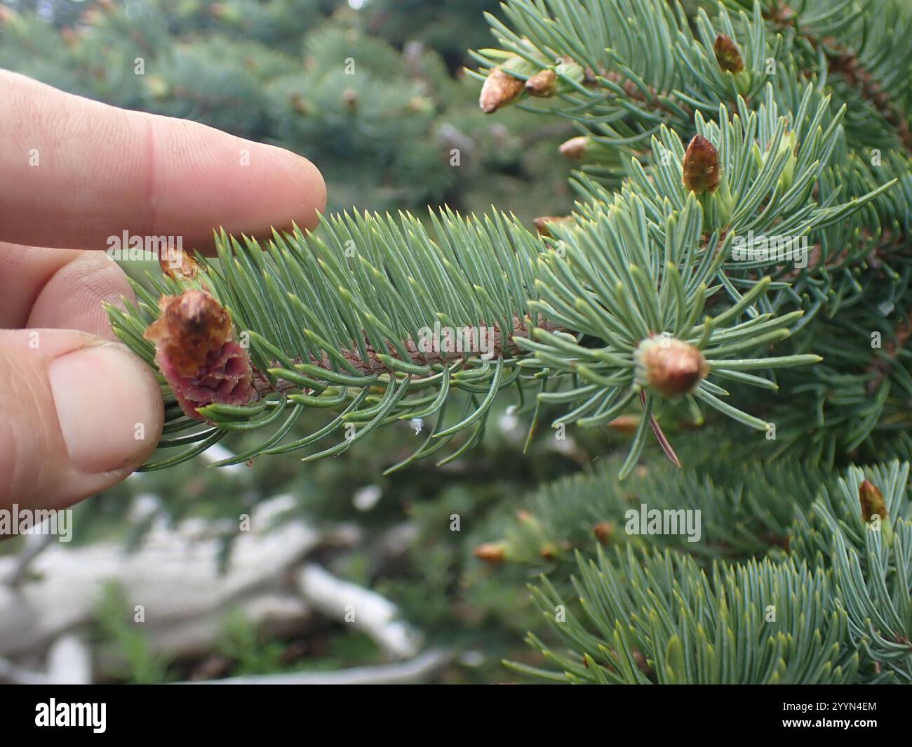 Engelmann spruce (Picea engelmannii Stock Photo - Alamy