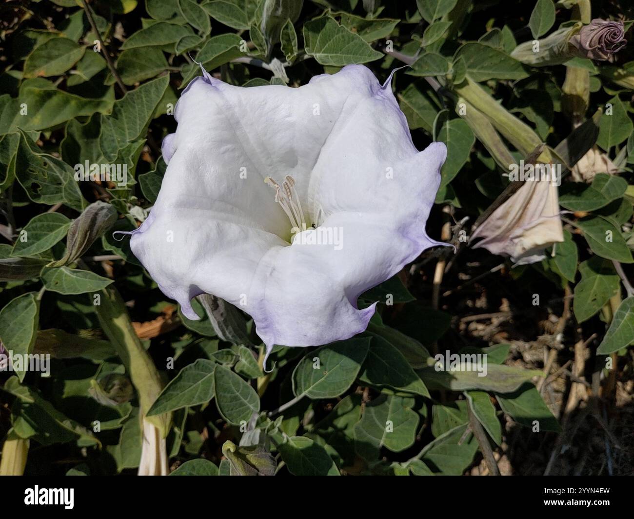 Sacred Datura (Datura wrightii Stock Photo - Alamy
