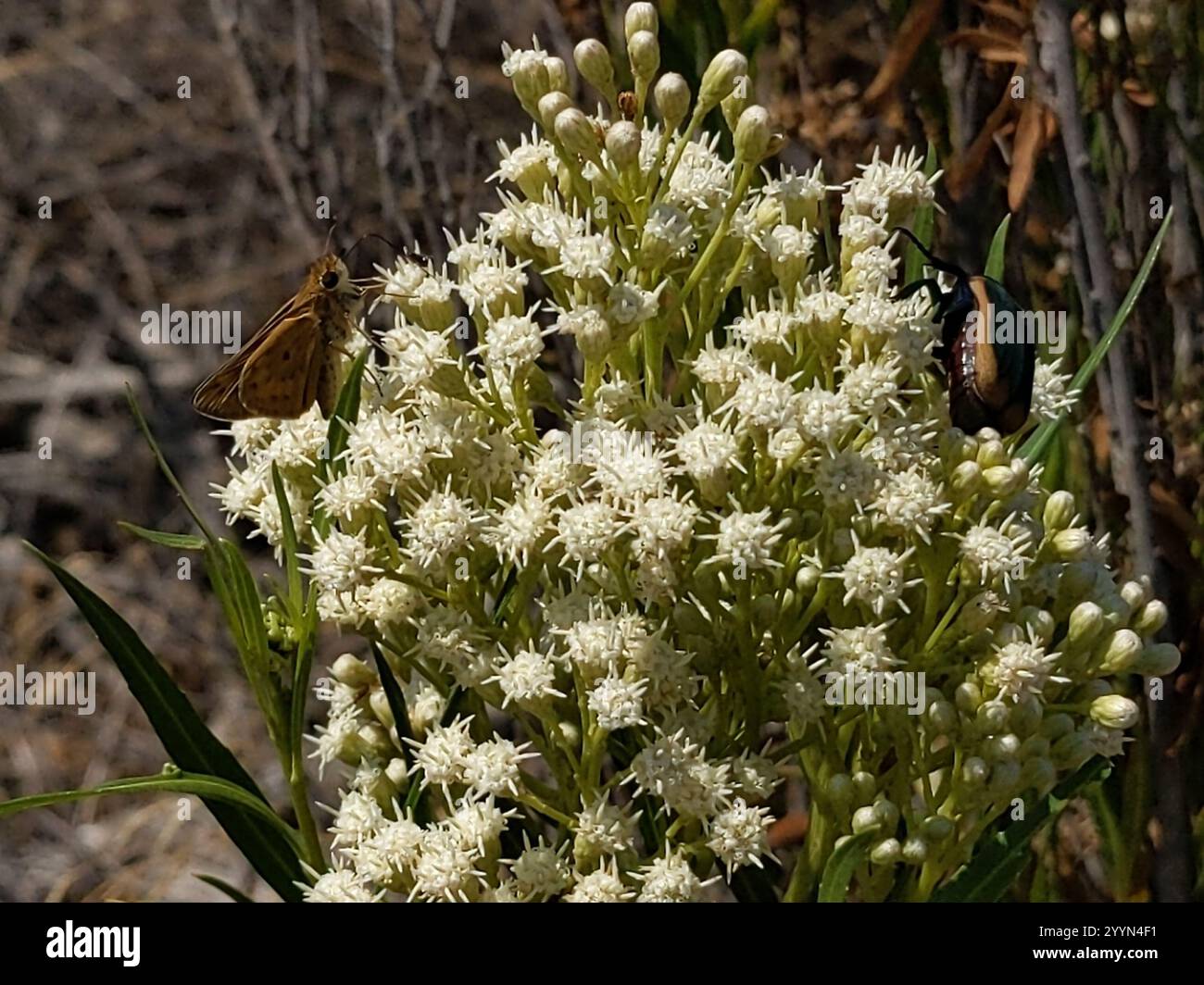 mule fat (Baccharis salicifolia Stock Photo - Alamy
