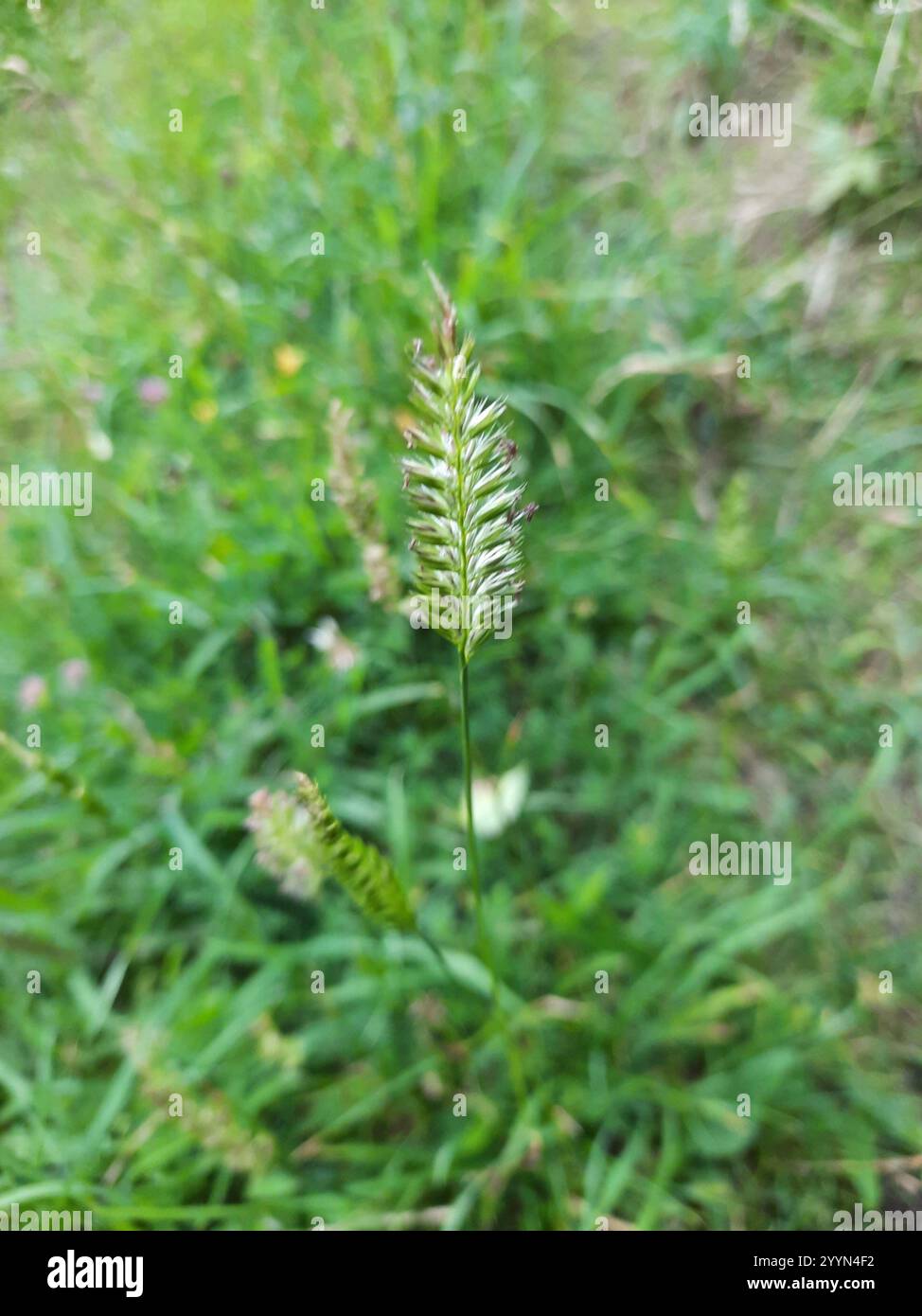 crested dogtail grass (Cynosurus cristatus Stock Photo - Alamy