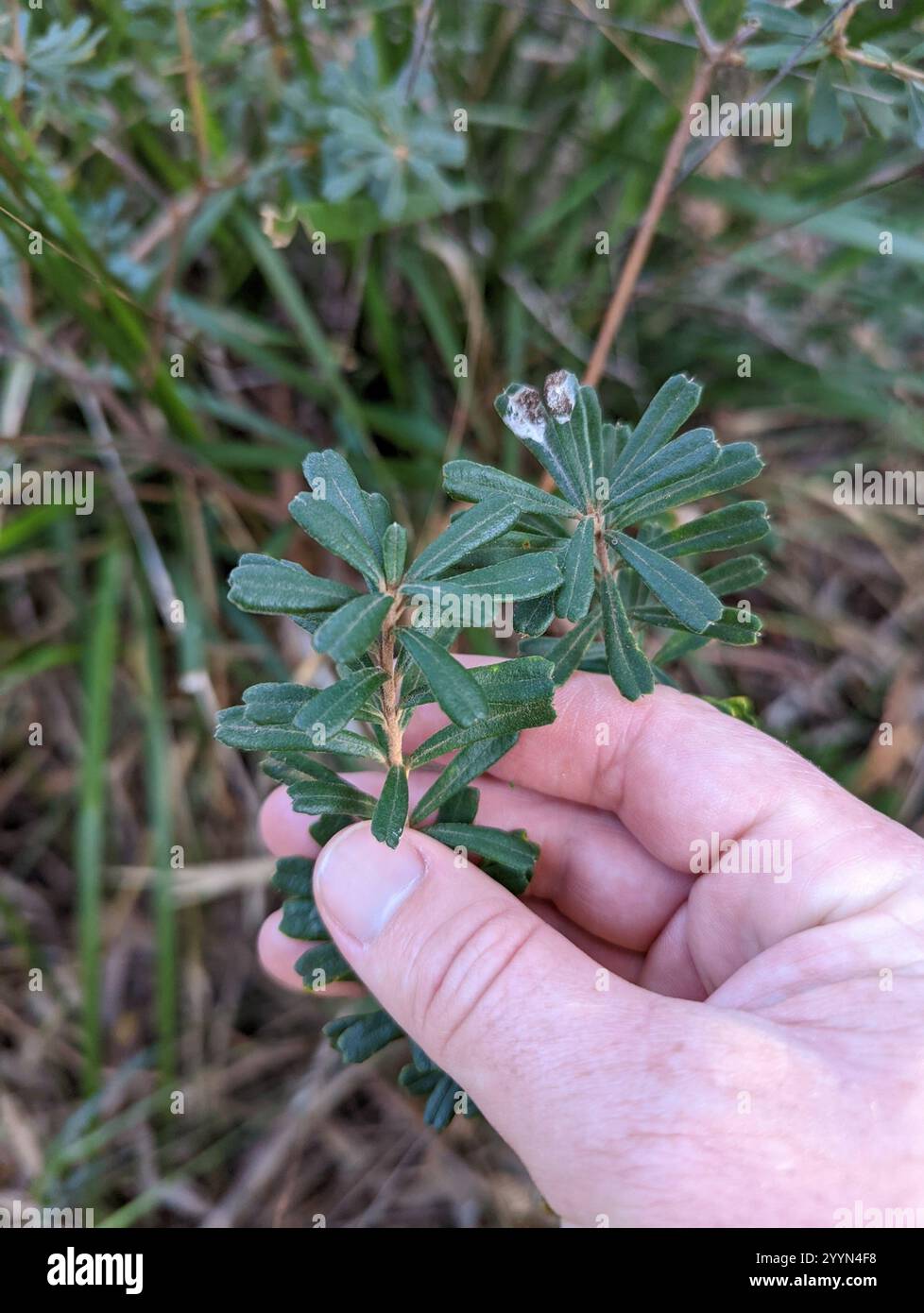 Silver Banksia (Banksia marginata Stock Photo - Alamy