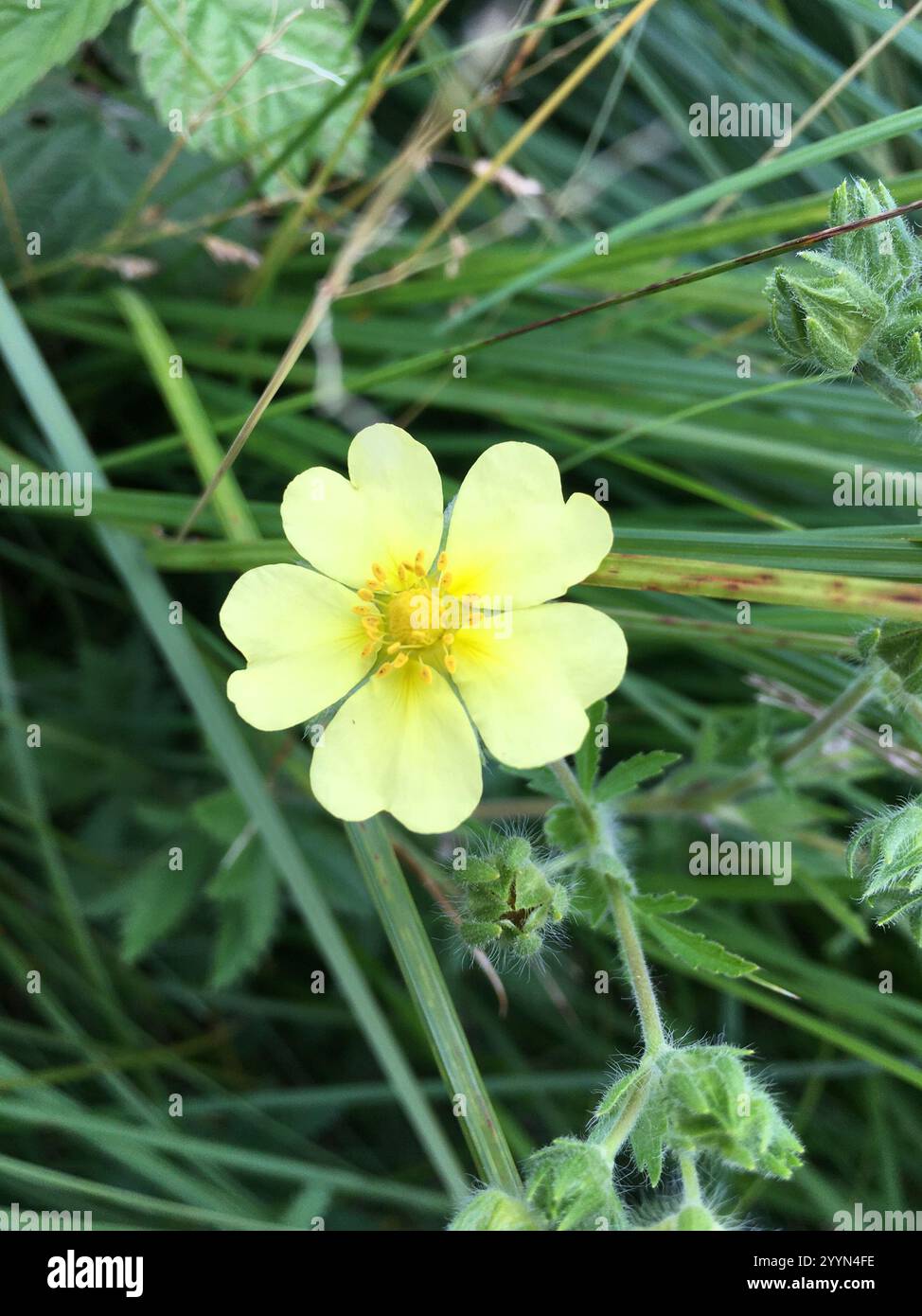 sulphur cinquefoil (Potentilla recta Stock Photo - Alamy