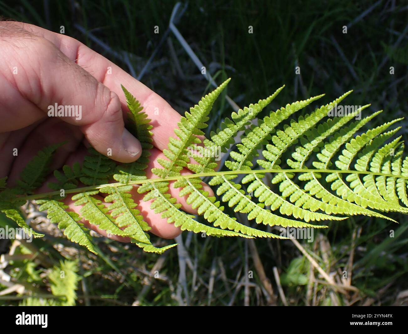 lady fern (Athyrium filix-femina Stock Photo - Alamy