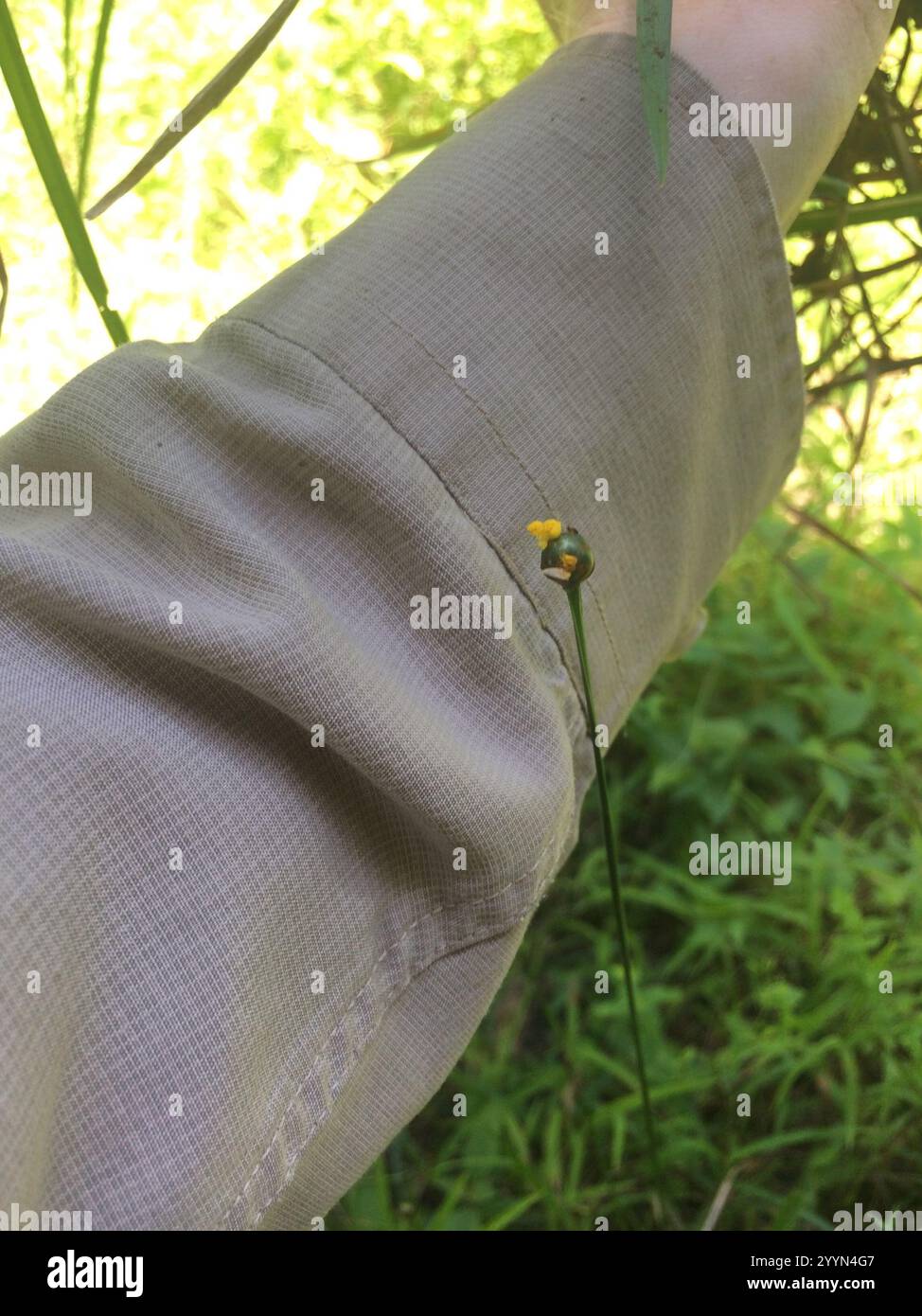 yellow-eyed grasses (Xyris Stock Photo - Alamy