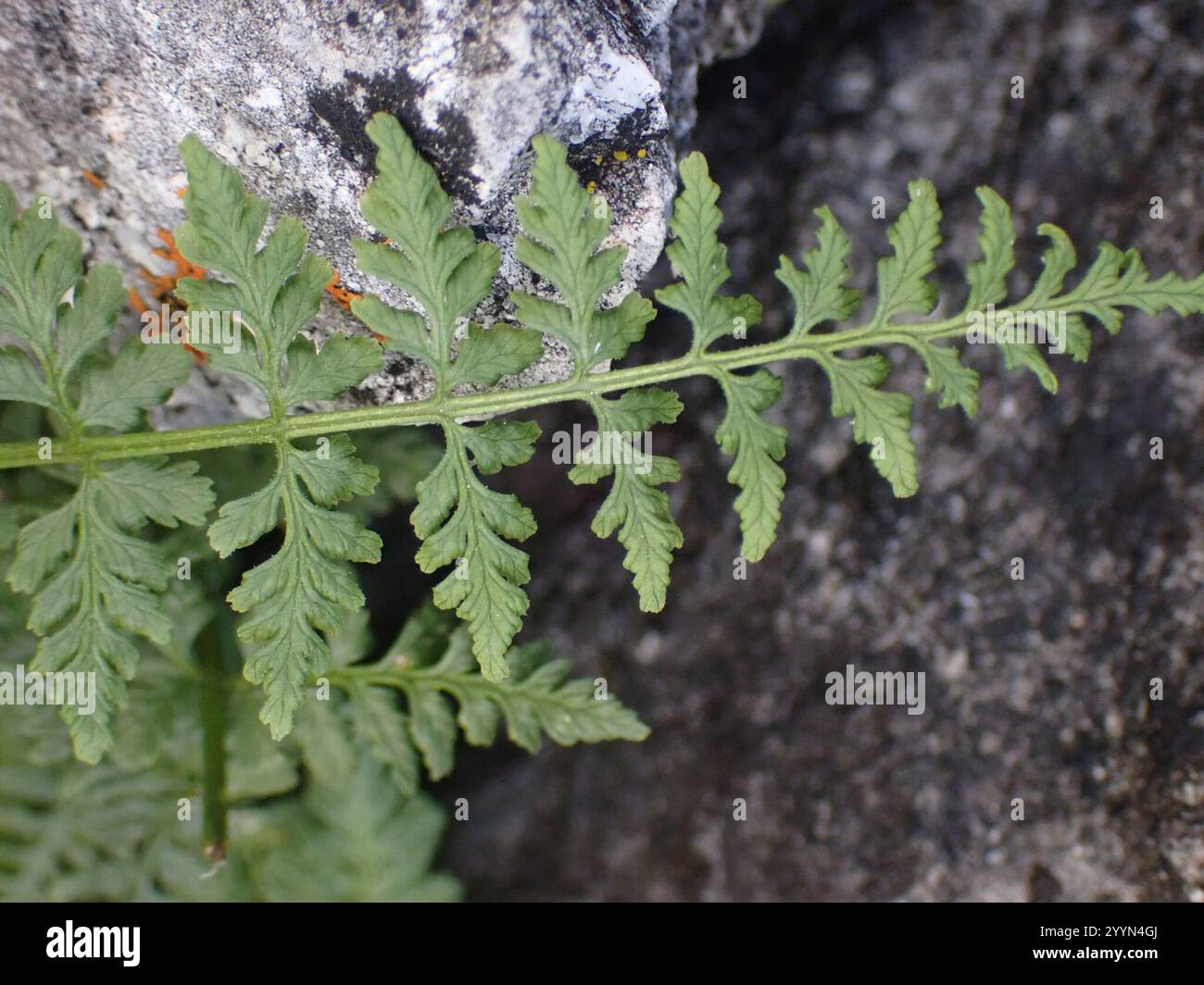 brittle bladderfern (Cystopteris fragilis Stock Photo - Alamy