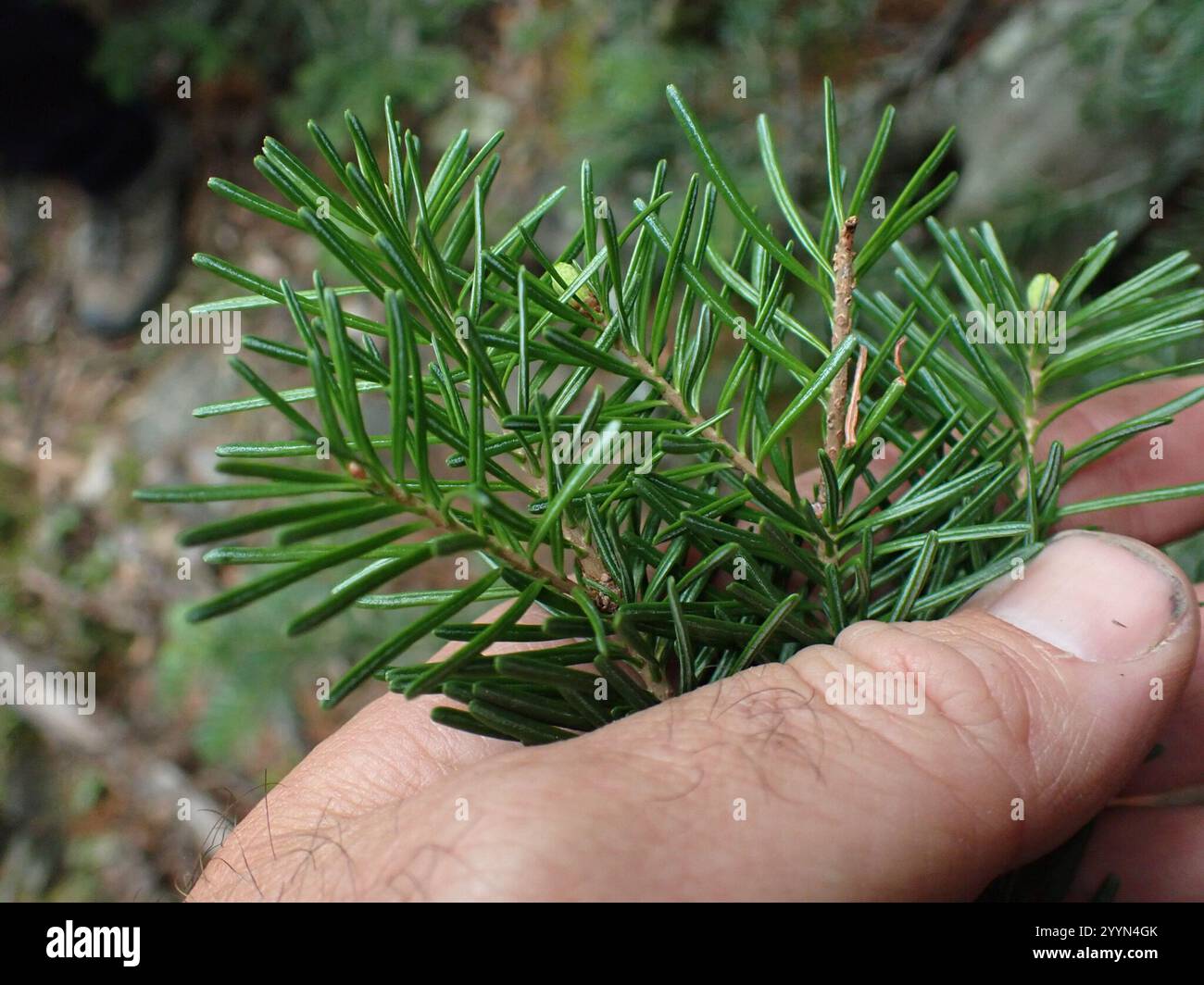 subalpine fir (Abies lasiocarpa Stock Photo - Alamy