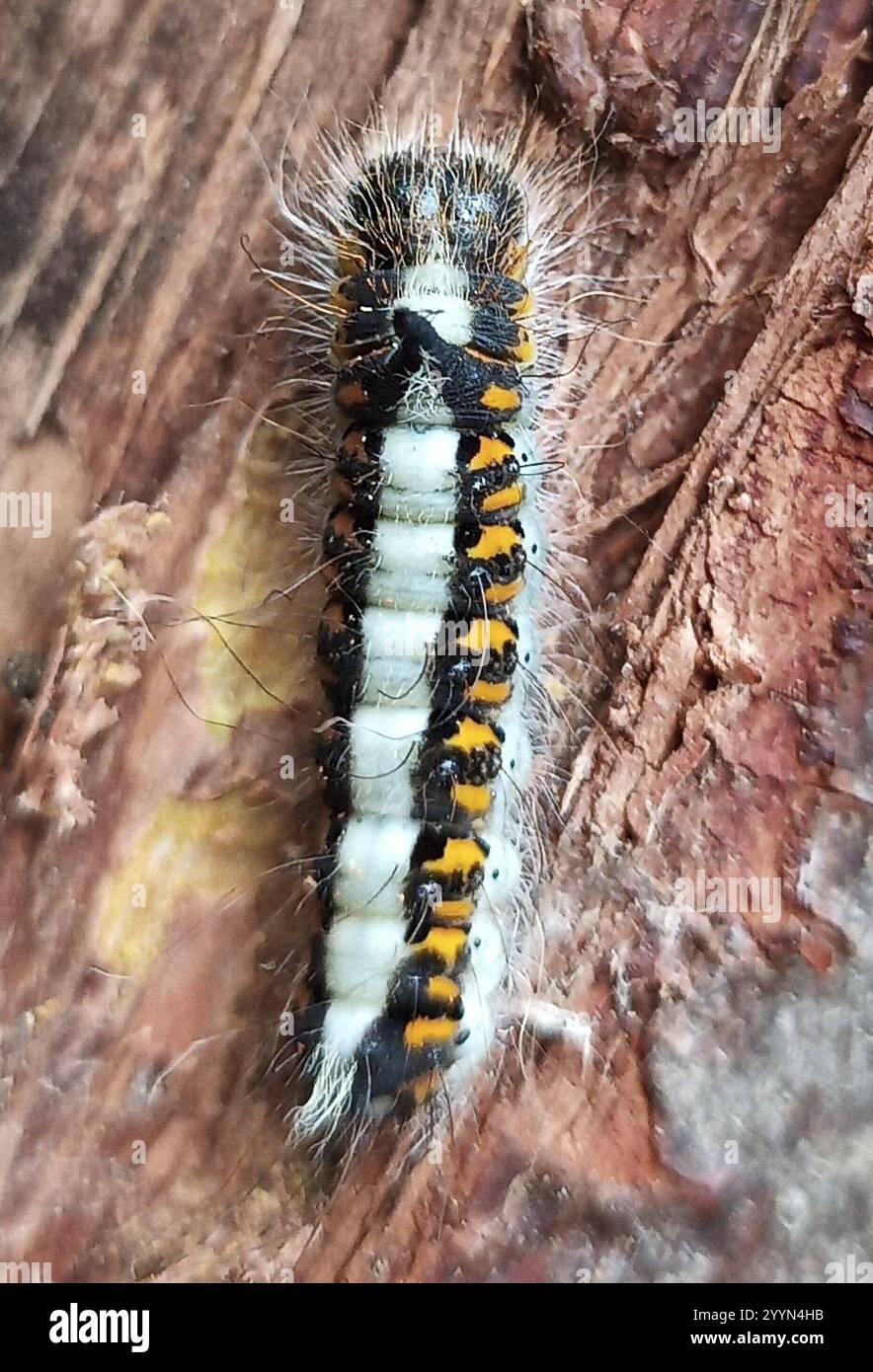 Grey Dagger (Acronicta psi Stock Photo - Alamy