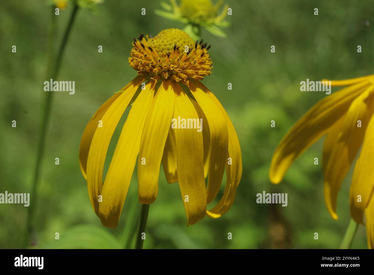 cutleaf coneflower (Rudbeckia laciniata Stock Photo - Alamy