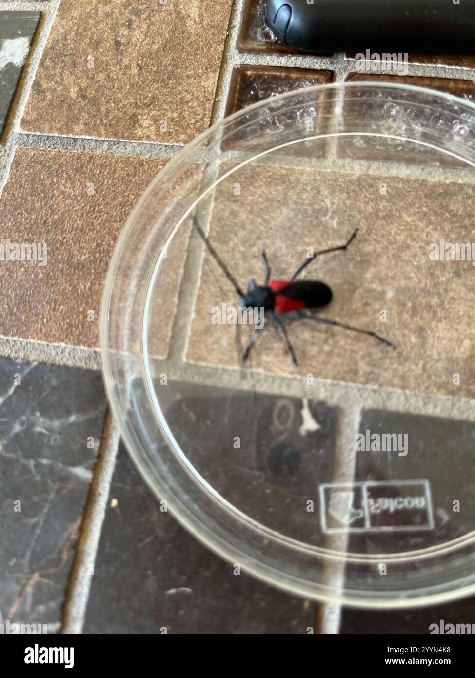 Red Triangle Long-horned Beetle (Purpuricenus humeralis Stock Photo - Alamy