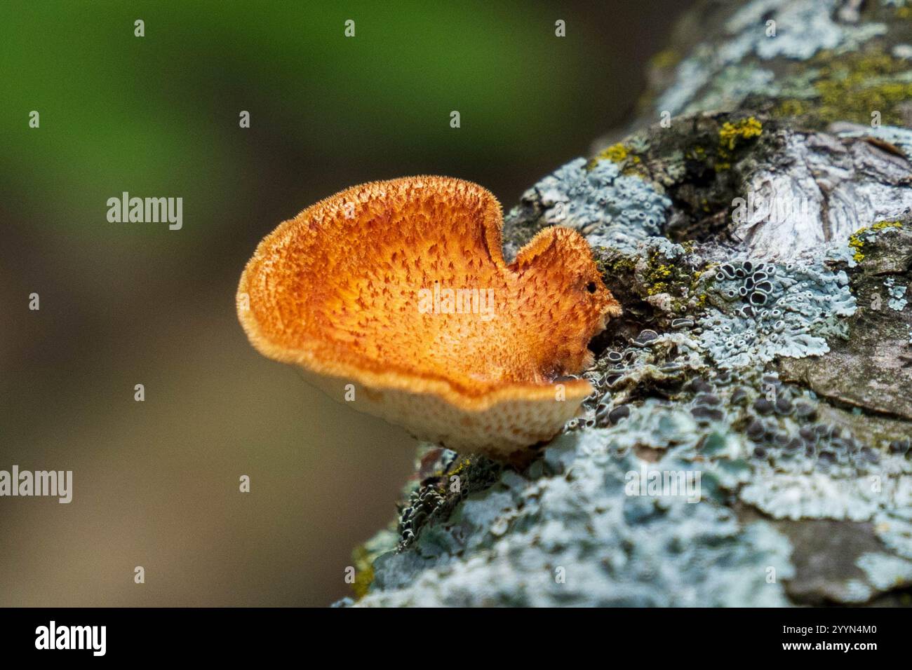hexagonal-pored polypore (Neofavolus alveolaris Stock Photo - Alamy