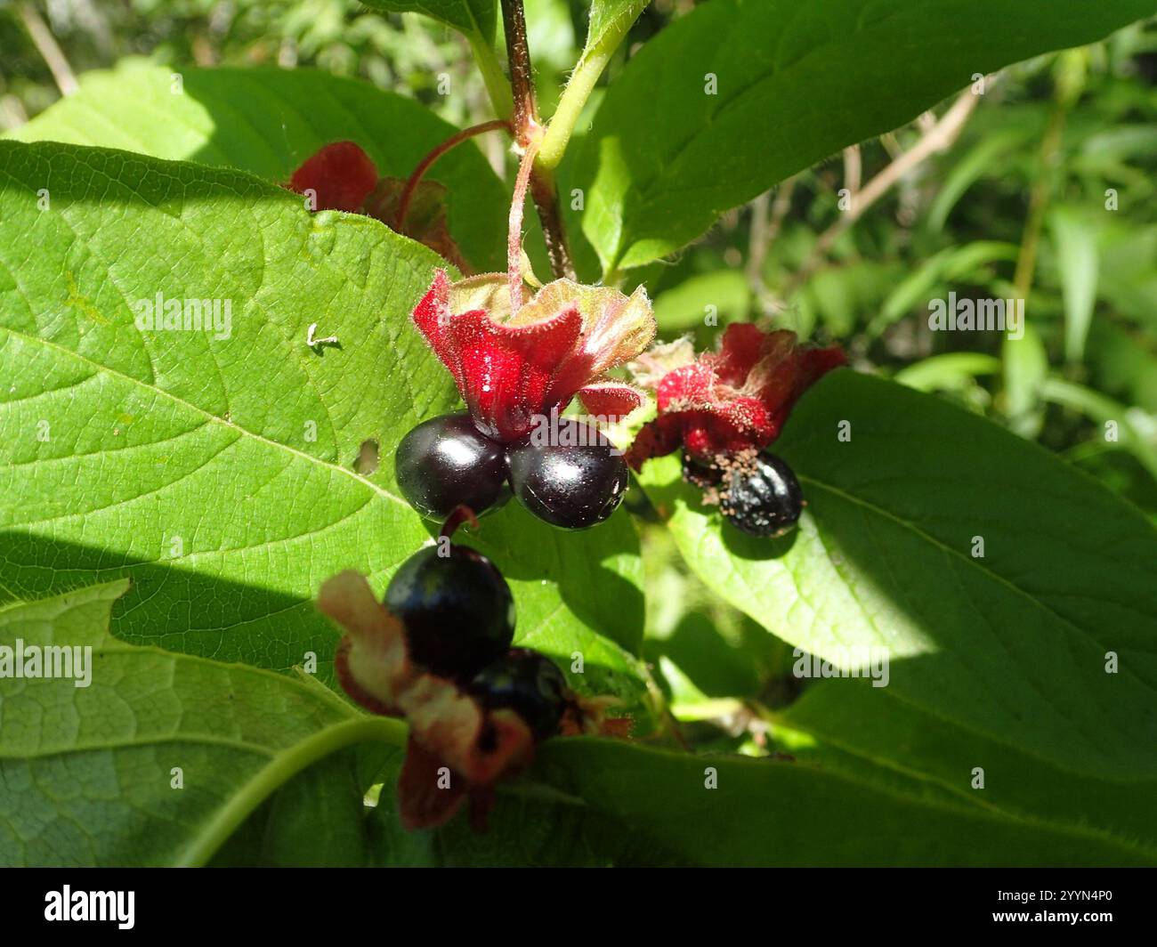 twinberry honeysuckle (Lonicera involucrata Stock Photo - Alamy