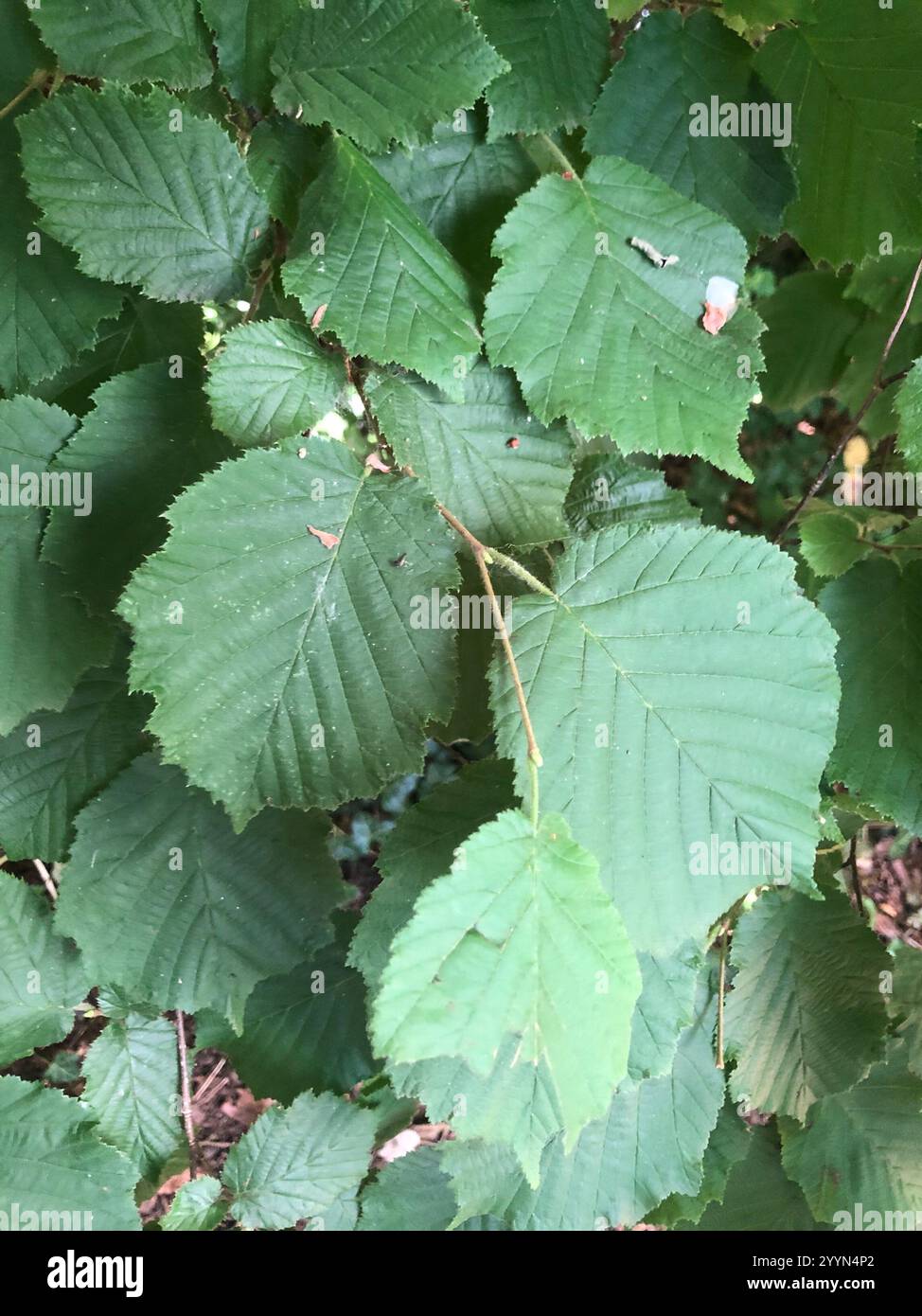 common hazel (Corylus avellana Stock Photo - Alamy