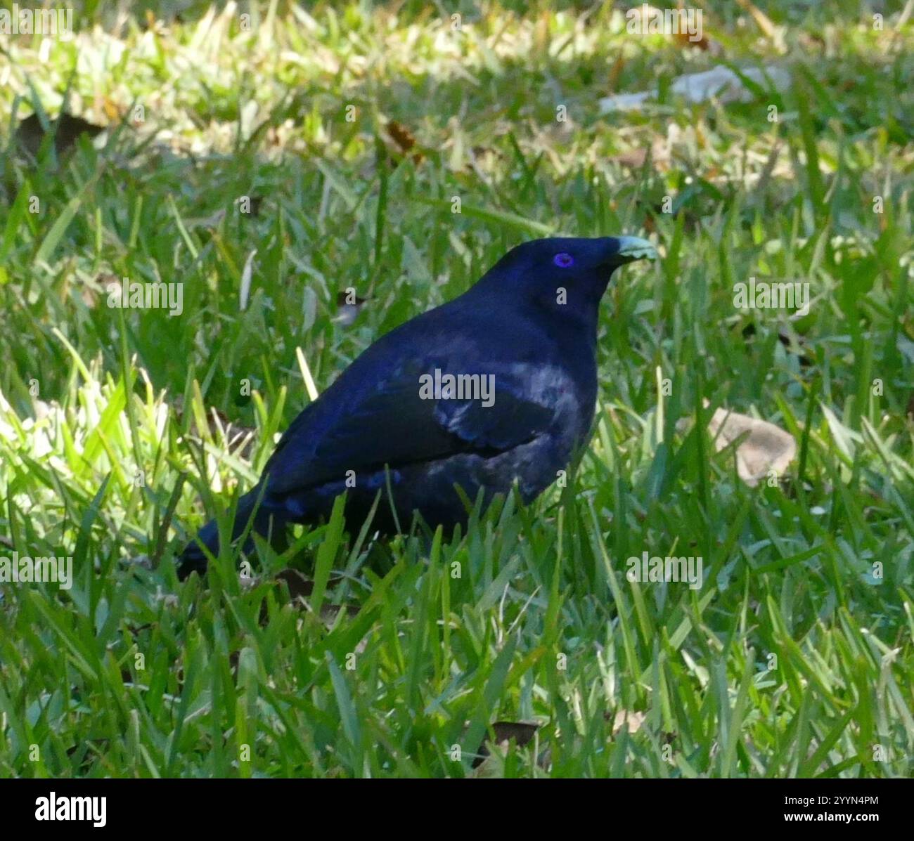 Satin Bowerbird (Ptilonorhynchus violaceus Stock Photo - Alamy