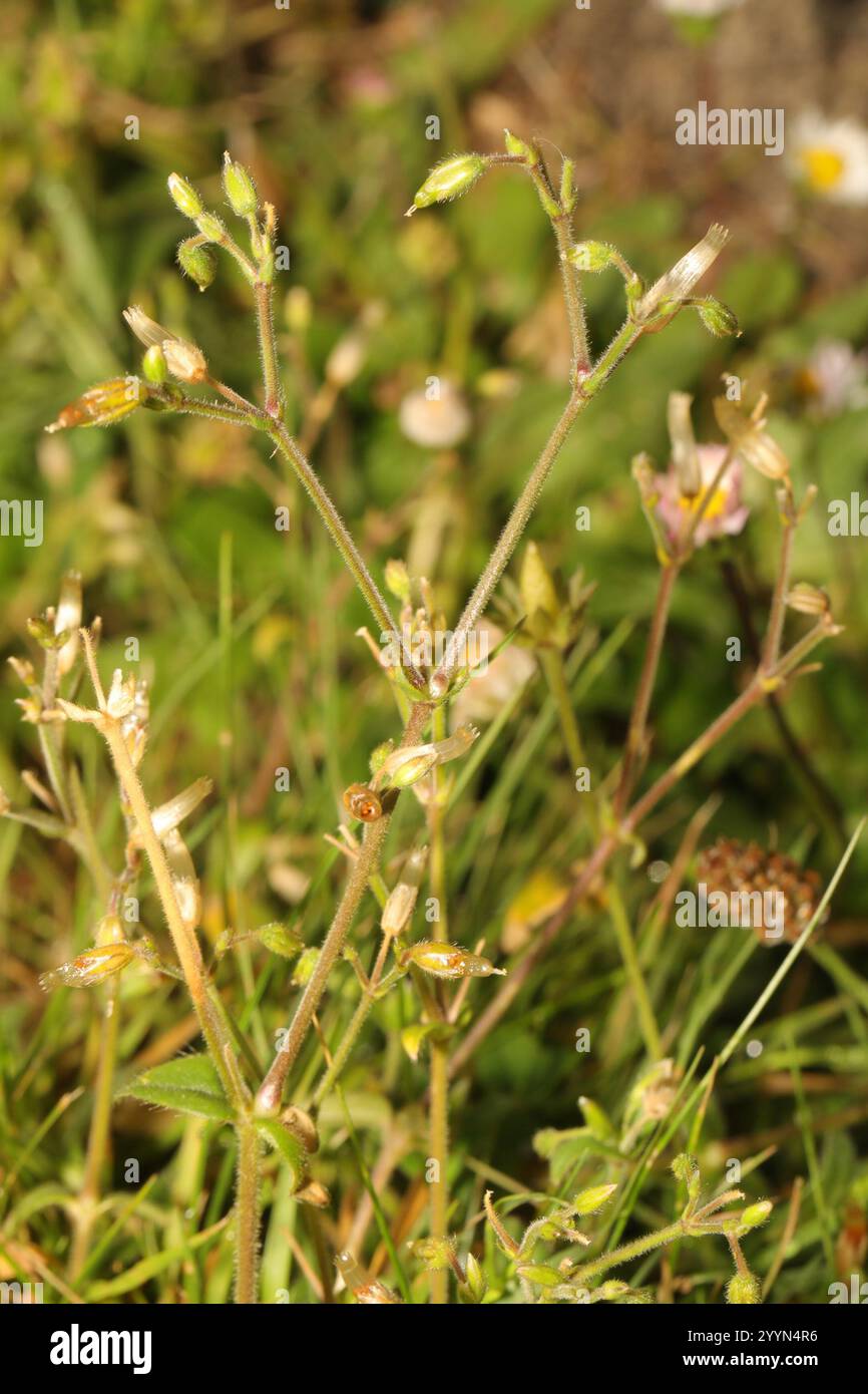 Common mouse-ear chickweed (Cerastium fontanum Stock Photo - Alamy