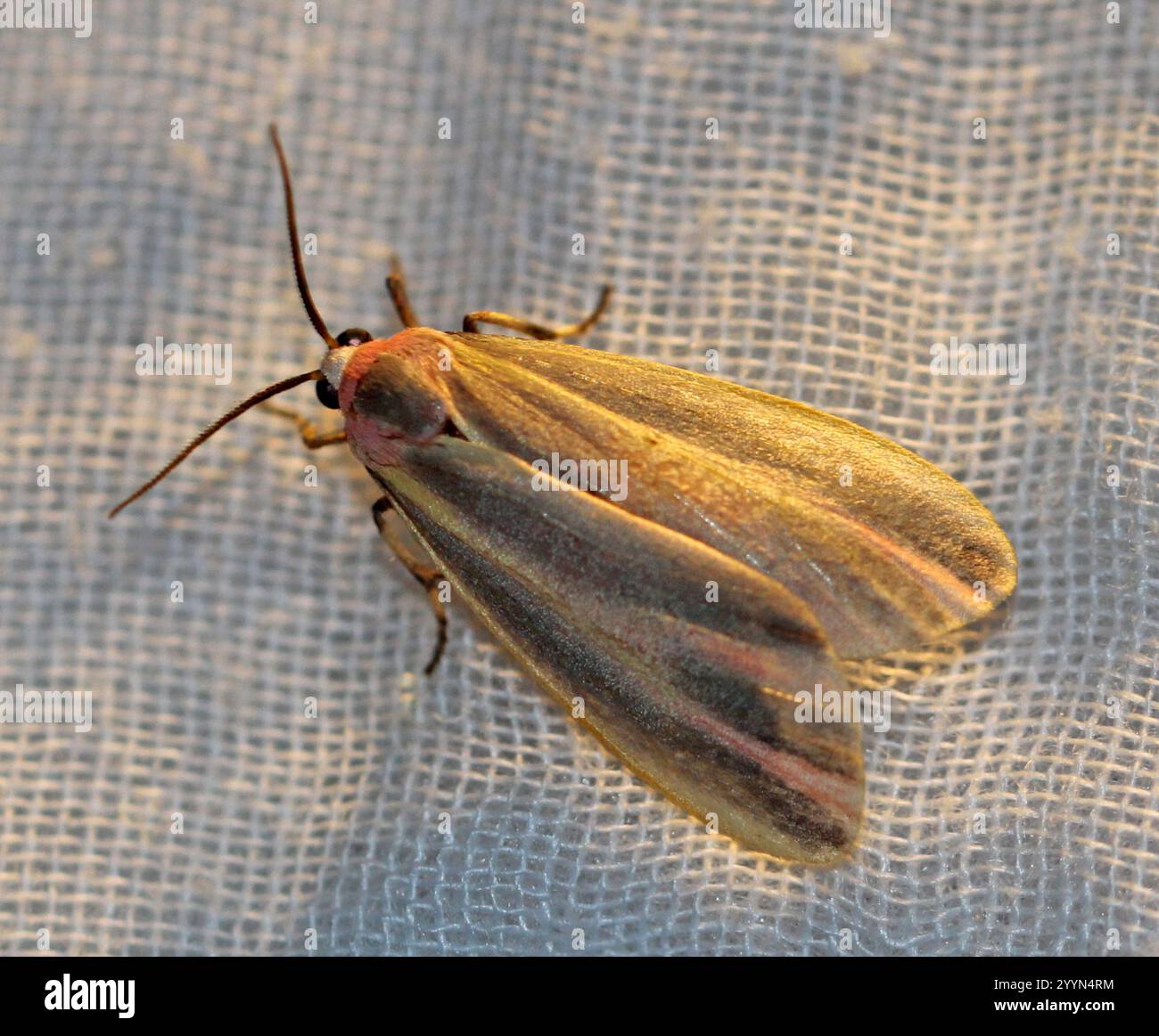 Painted Lichen Moth (Hypoprepia fucosa Stock Photo - Alamy