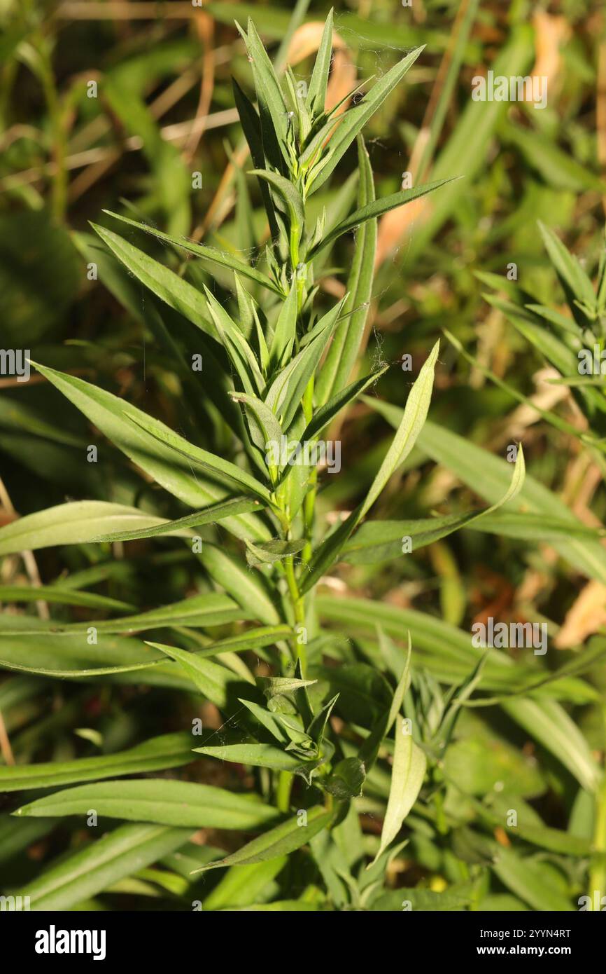 flowering plants (Angiospermae Stock Photo - Alamy