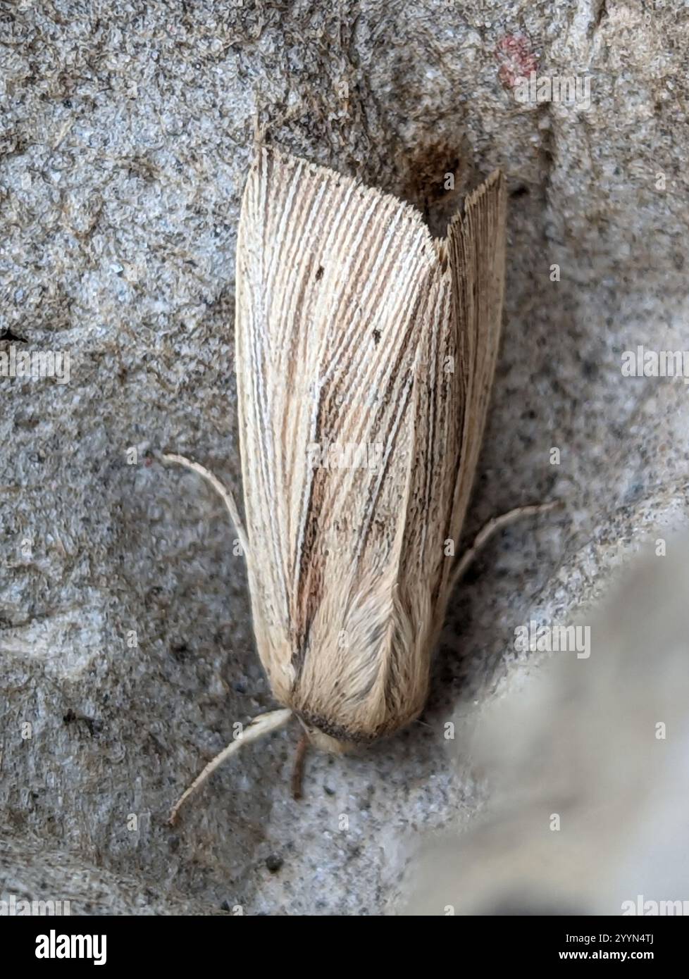 Smoky wainscot hi-res stock photography and images - Alamy