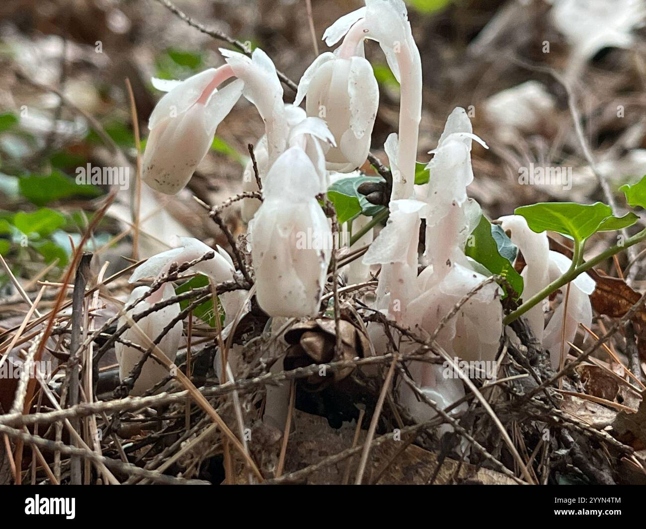 Ghost Pipe (Monotropa uniflora Stock Photo - Alamy