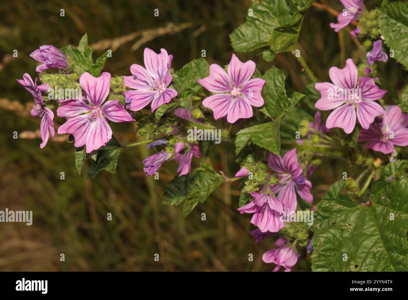 Common Mallow (Malva sylvestris Stock Photo - Alamy