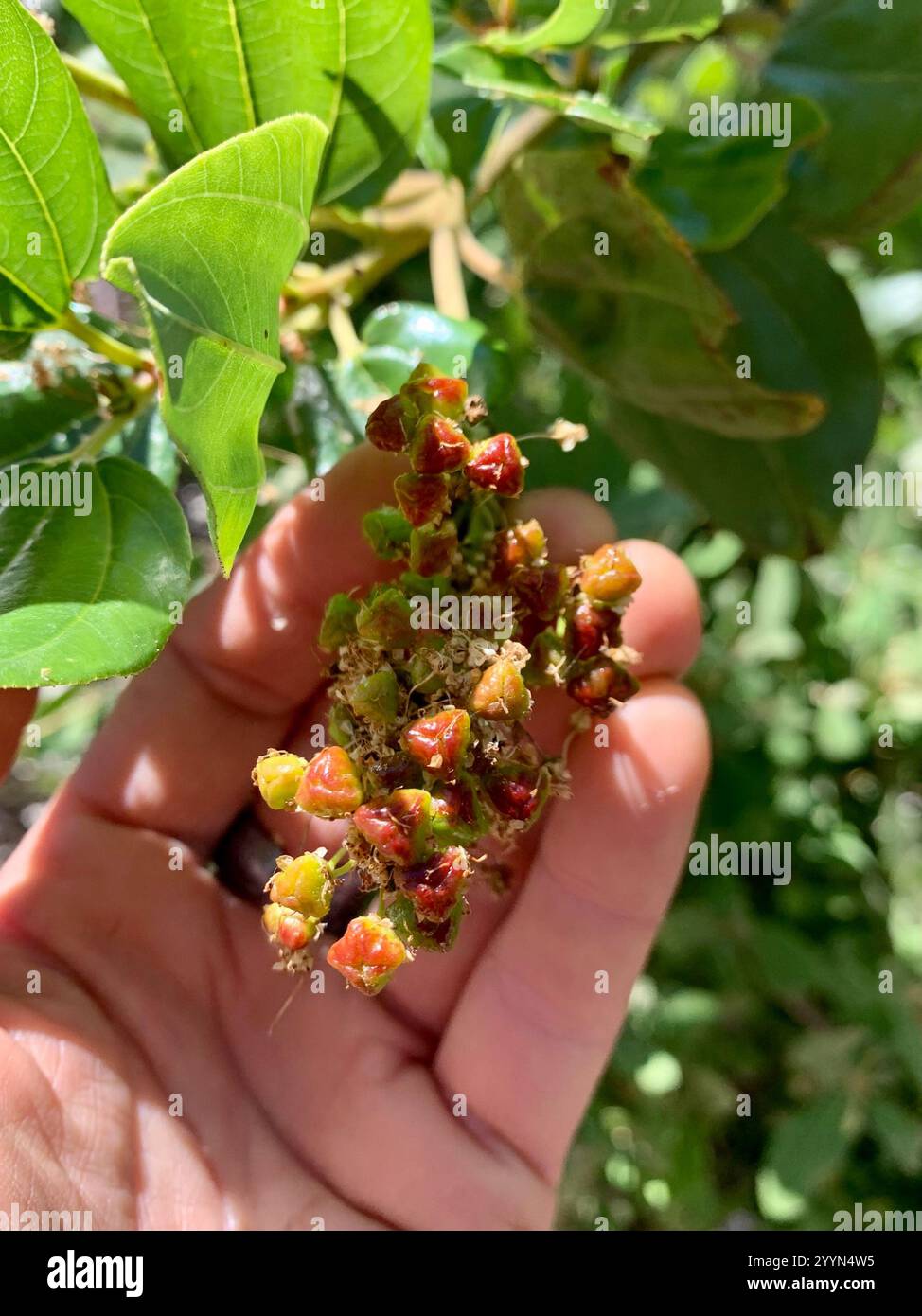 Snowbrush Ceanothus (Ceanothus velutinus Stock Photo - Alamy