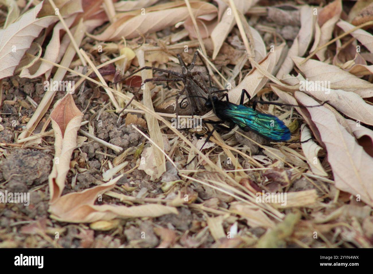 Old and New World Tarantula-hawk Wasps (Hemipepsis Stock Photo - Alamy