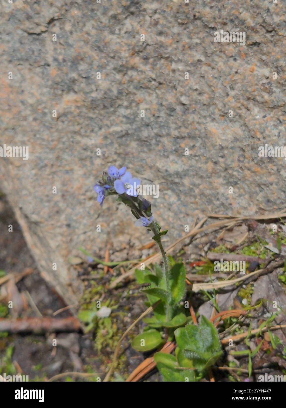 American alpine speedwell (Veronica wormskjoldii Stock Photo - Alamy