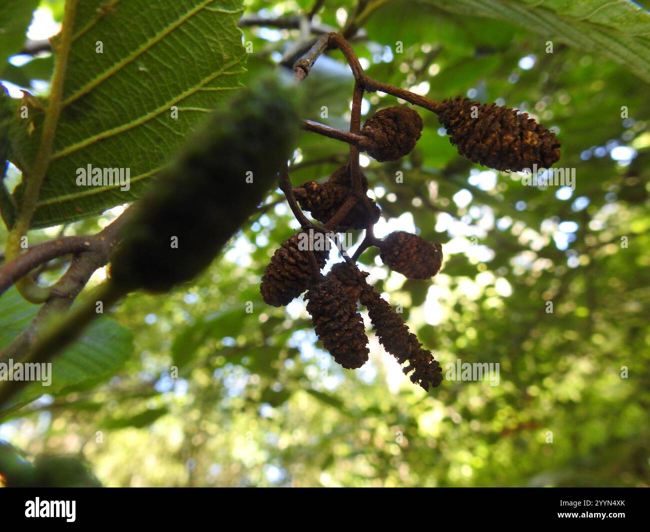 white alder (Alnus rhombifolia Stock Photo - Alamy