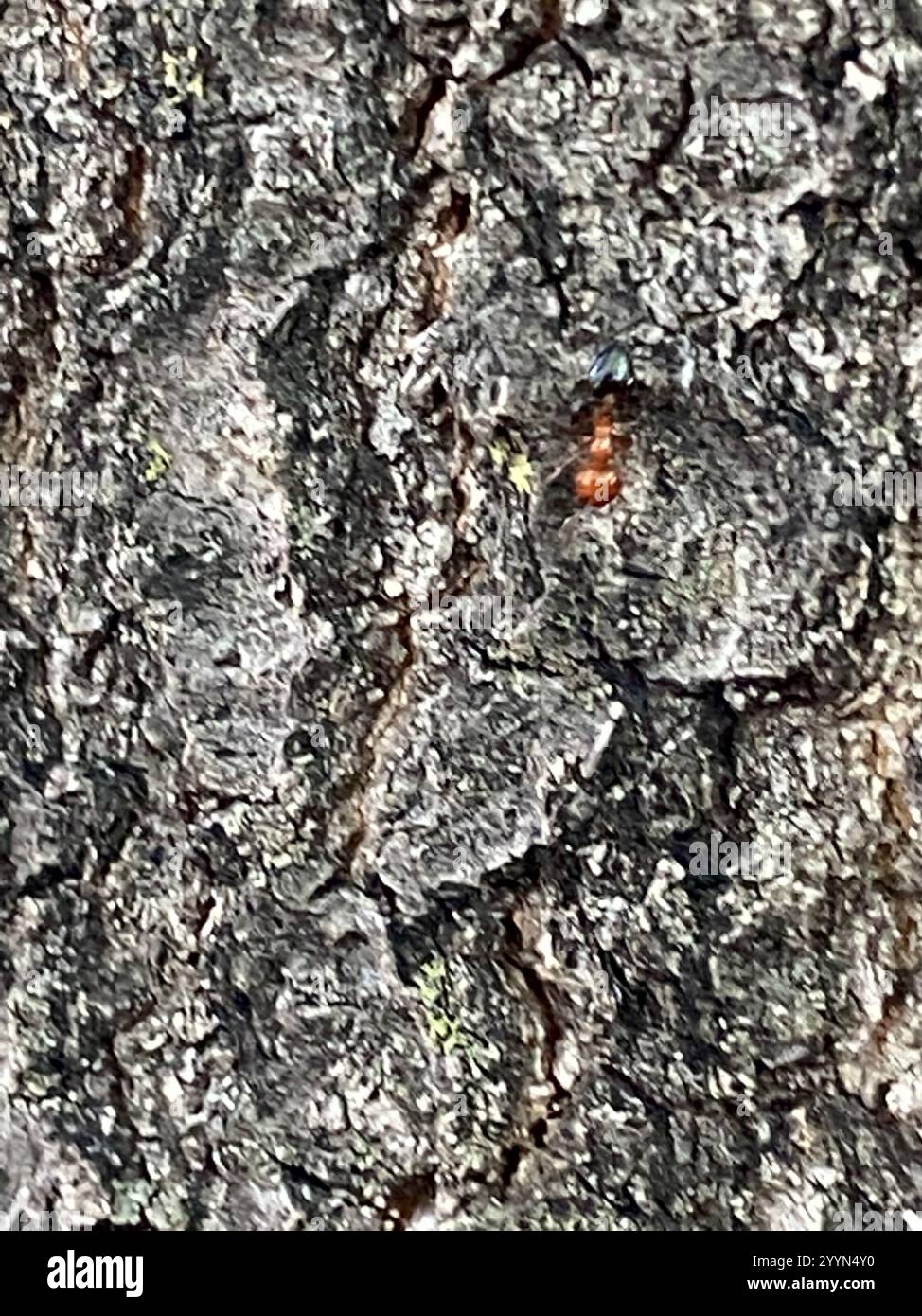 Shiny Acrobat Ant (Crematogaster laeviuscula Stock Photo - Alamy