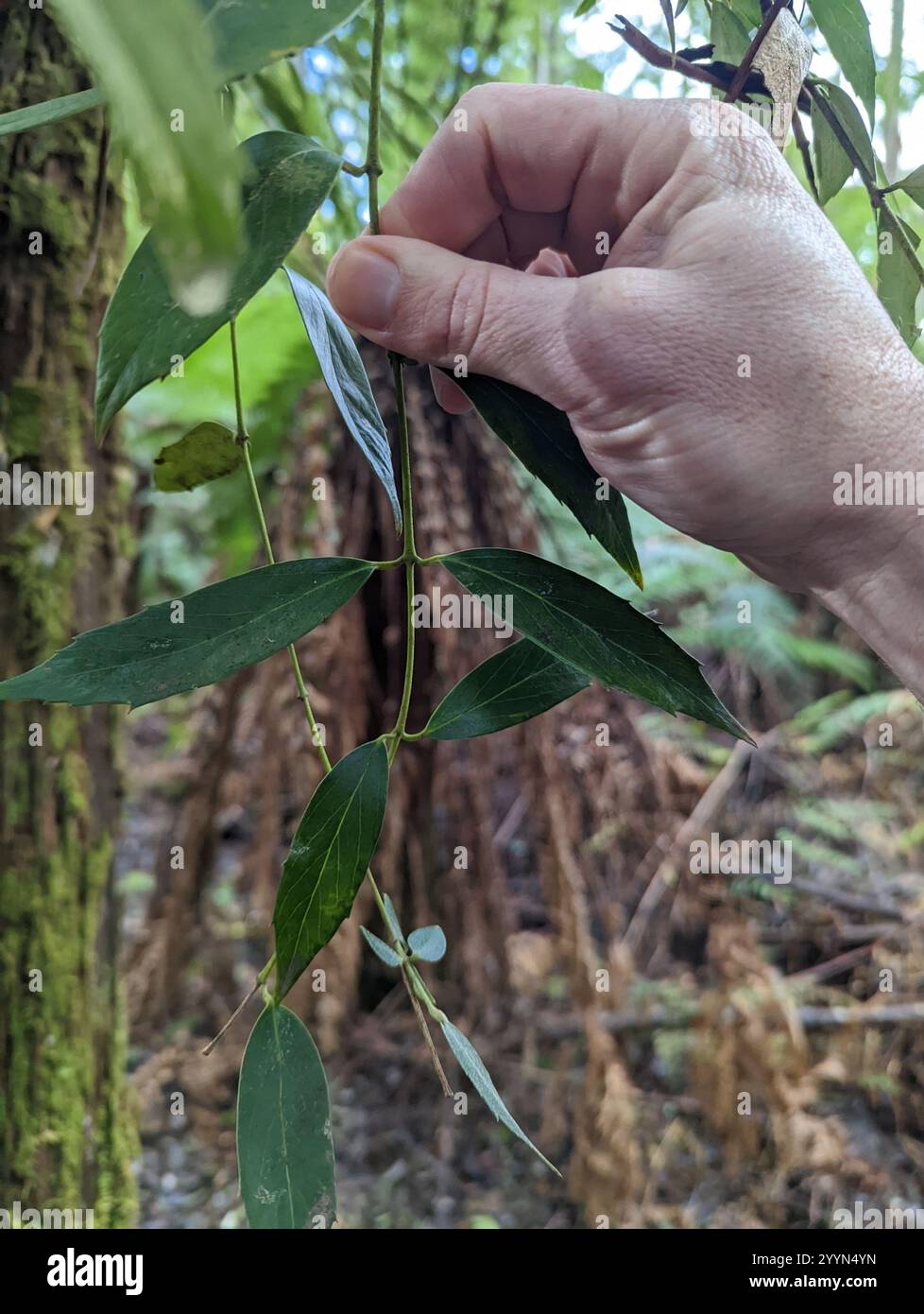southern sassafras (Atherosperma moschatum Stock Photo - Alamy