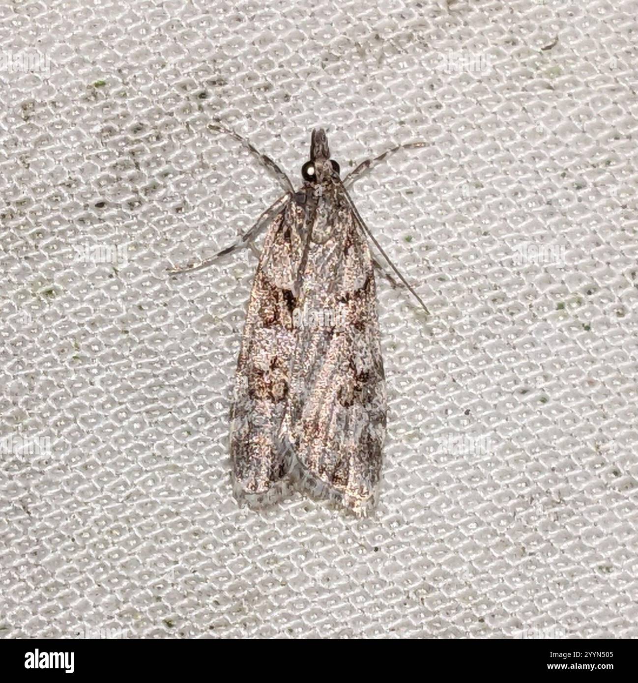 Double-striped Scoparia Moth (Scoparia biplagialis Stock Photo - Alamy