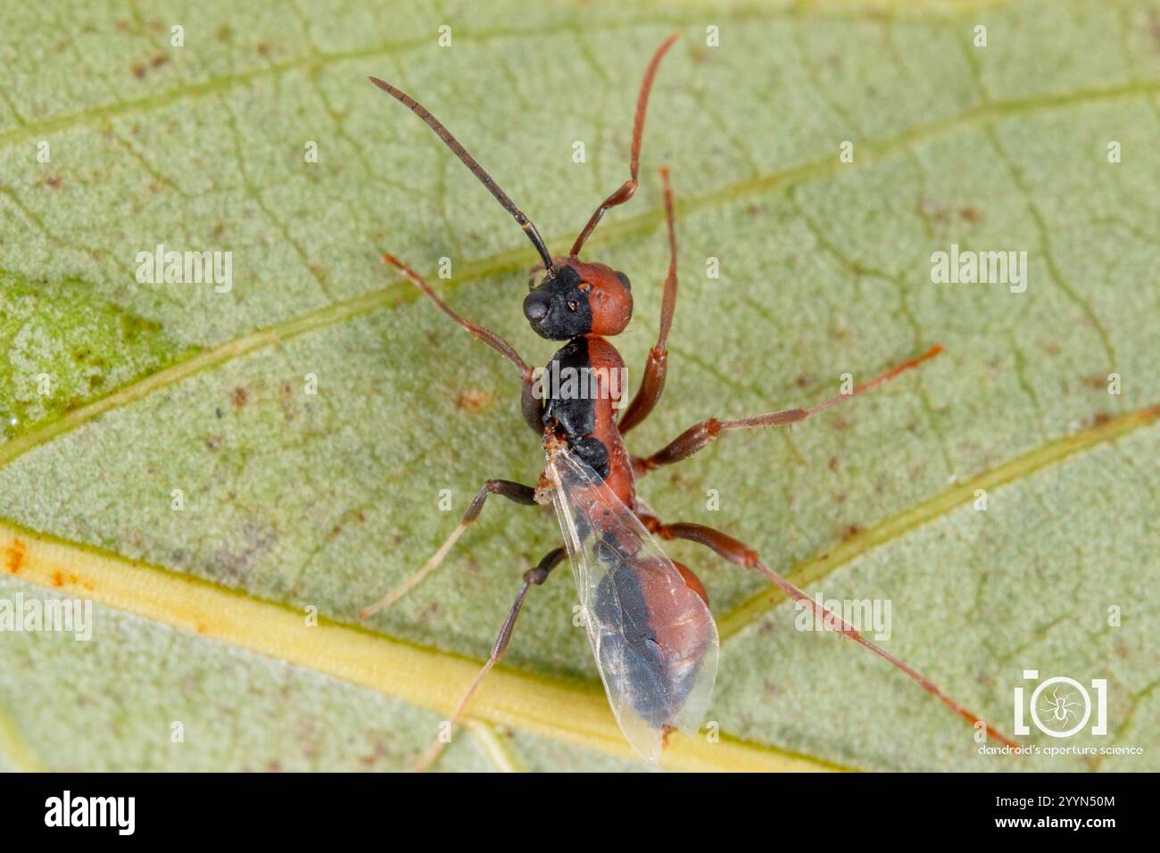 Long-horned Amazon Ant (Polyergus longicornis Stock Photo - Alamy