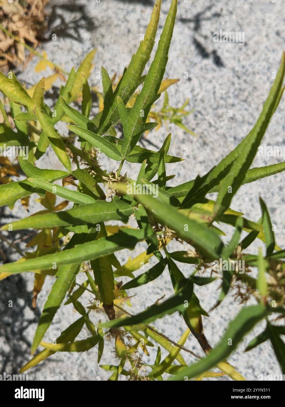 durango root (Datisca glomerata Stock Photo - Alamy