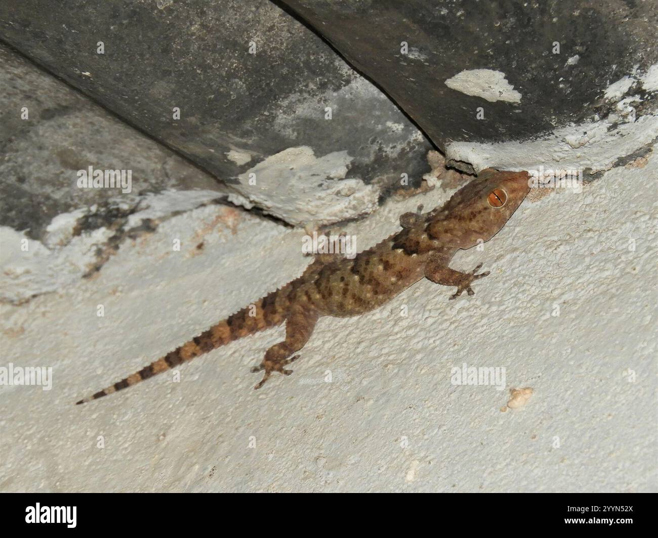 Comb-toed Geckos (Chondrodactylus Stock Photo - Alamy