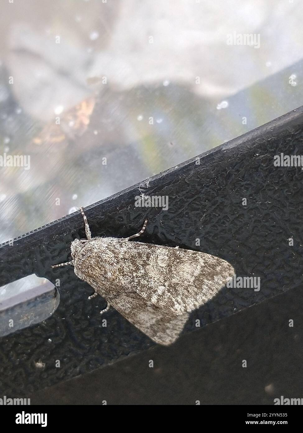 Poplar Grey (Acronicta megacephala Stock Photo - Alamy