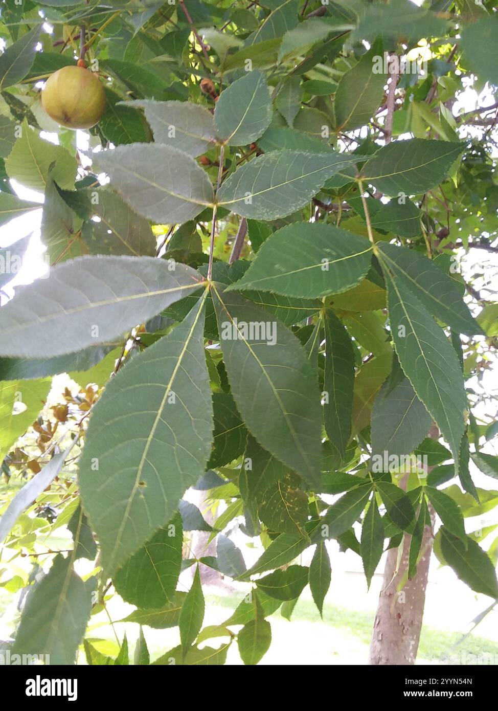 pignut hickory (Carya glabra Stock Photo - Alamy