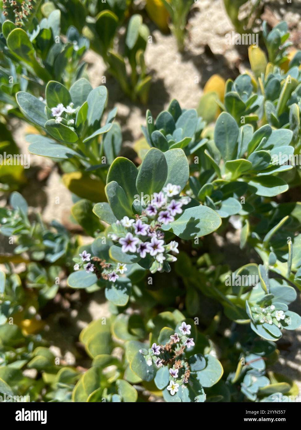 Heliotropium curassavicum hi-res stock photography and images - Alamy
