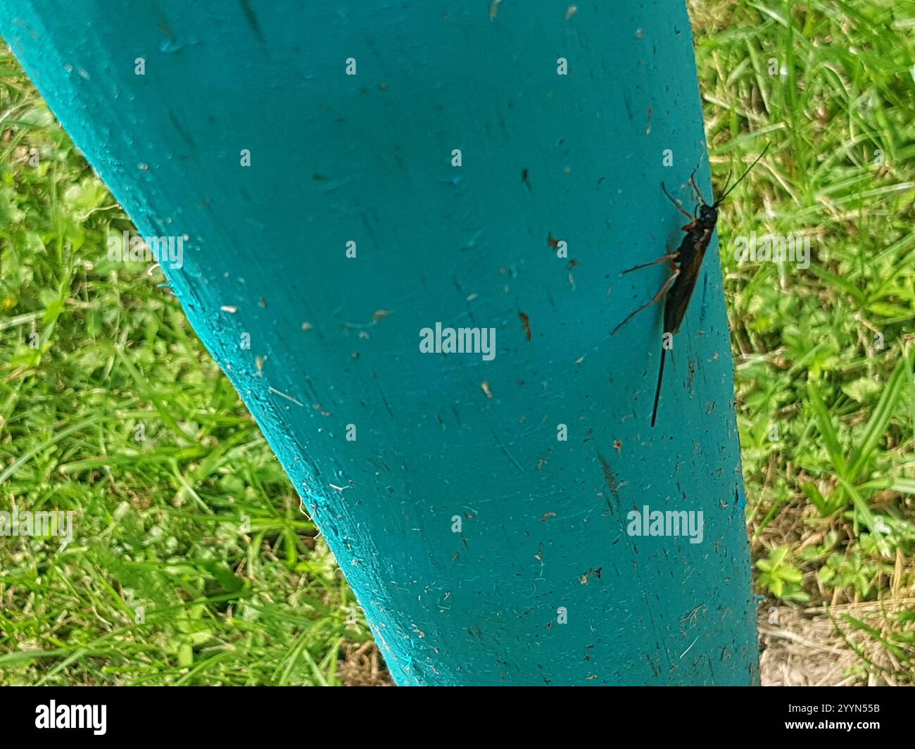 Dark-hipped Woodwasp (Xeris spectrum Stock Photo - Alamy