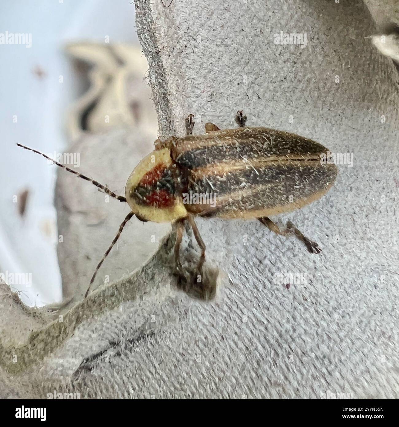 Photuris hi-res stock photography and images - Alamy
