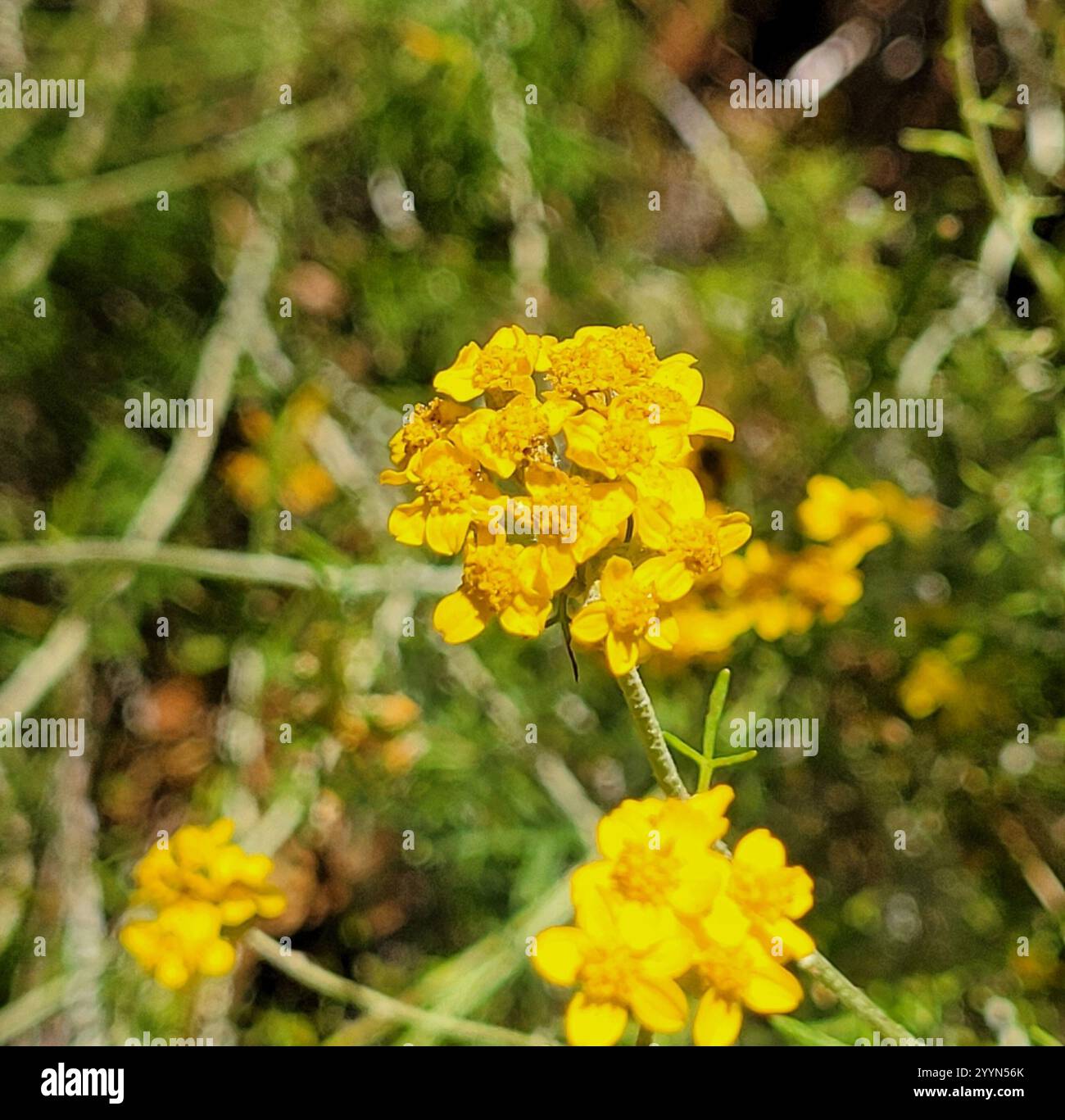 Golden Yarrow (Eriophyllum confertiflorum Stock Photo - Alamy