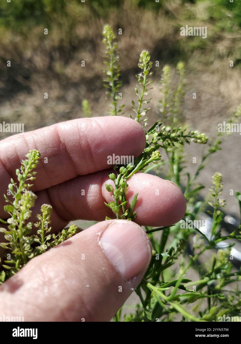 Common Peppergrass (Lepidium densiflorum Stock Photo - Alamy