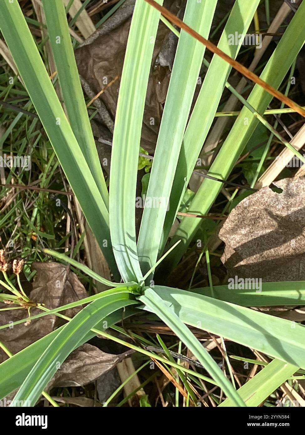 Javanese Flatsedge (Cyperus javanicus Stock Photo - Alamy