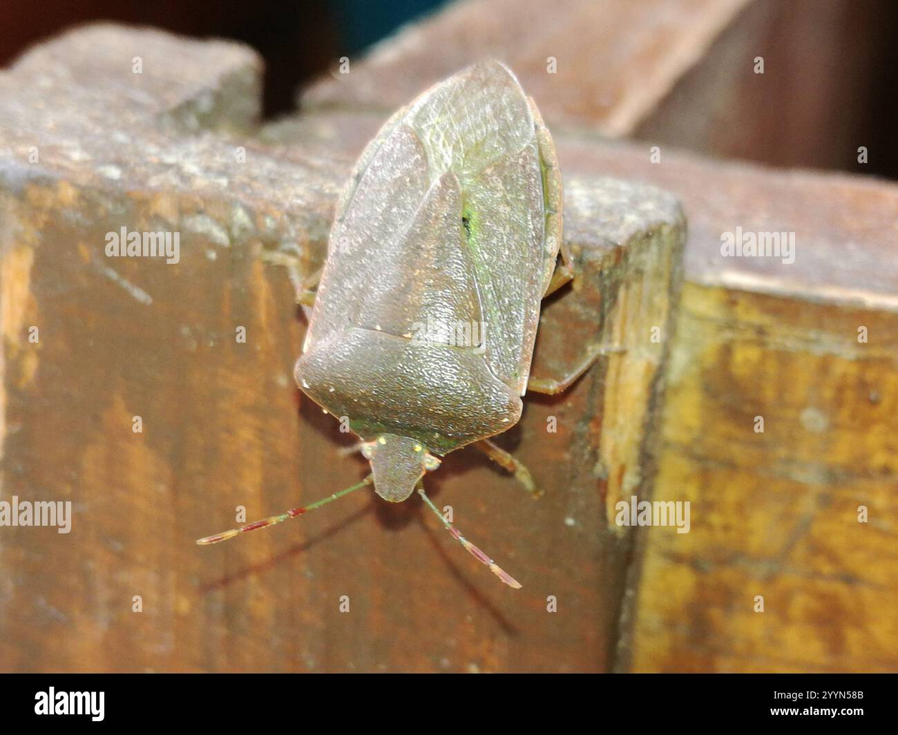 Southern Green Stink Bug (Nezara viridula Stock Photo - Alamy