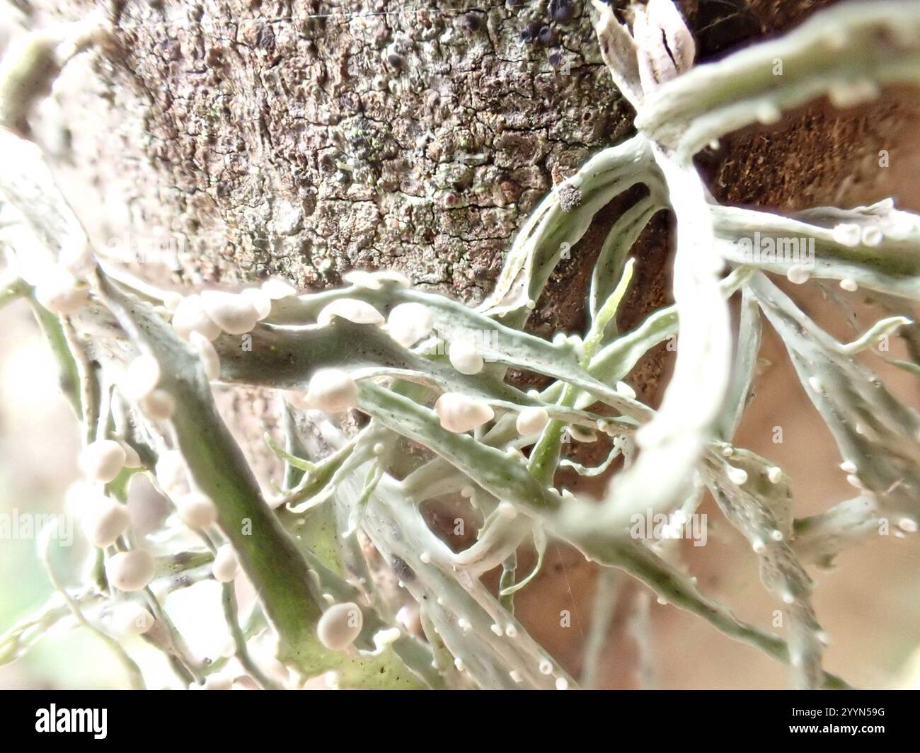 cartilage lichen (Ramalina celastri Stock Photo - Alamy