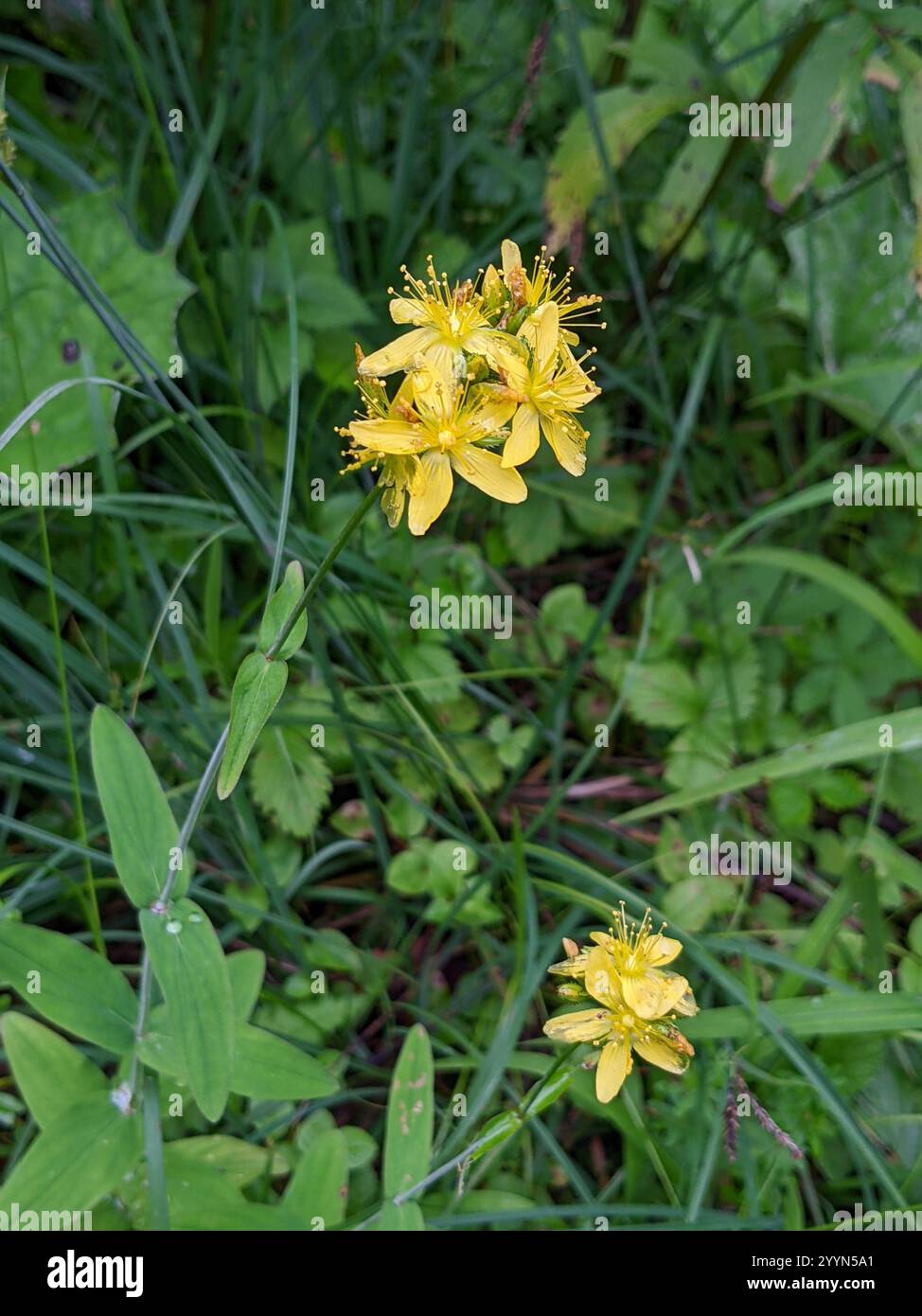 Pale st johns wort hi-res stock photography and images - Alamy